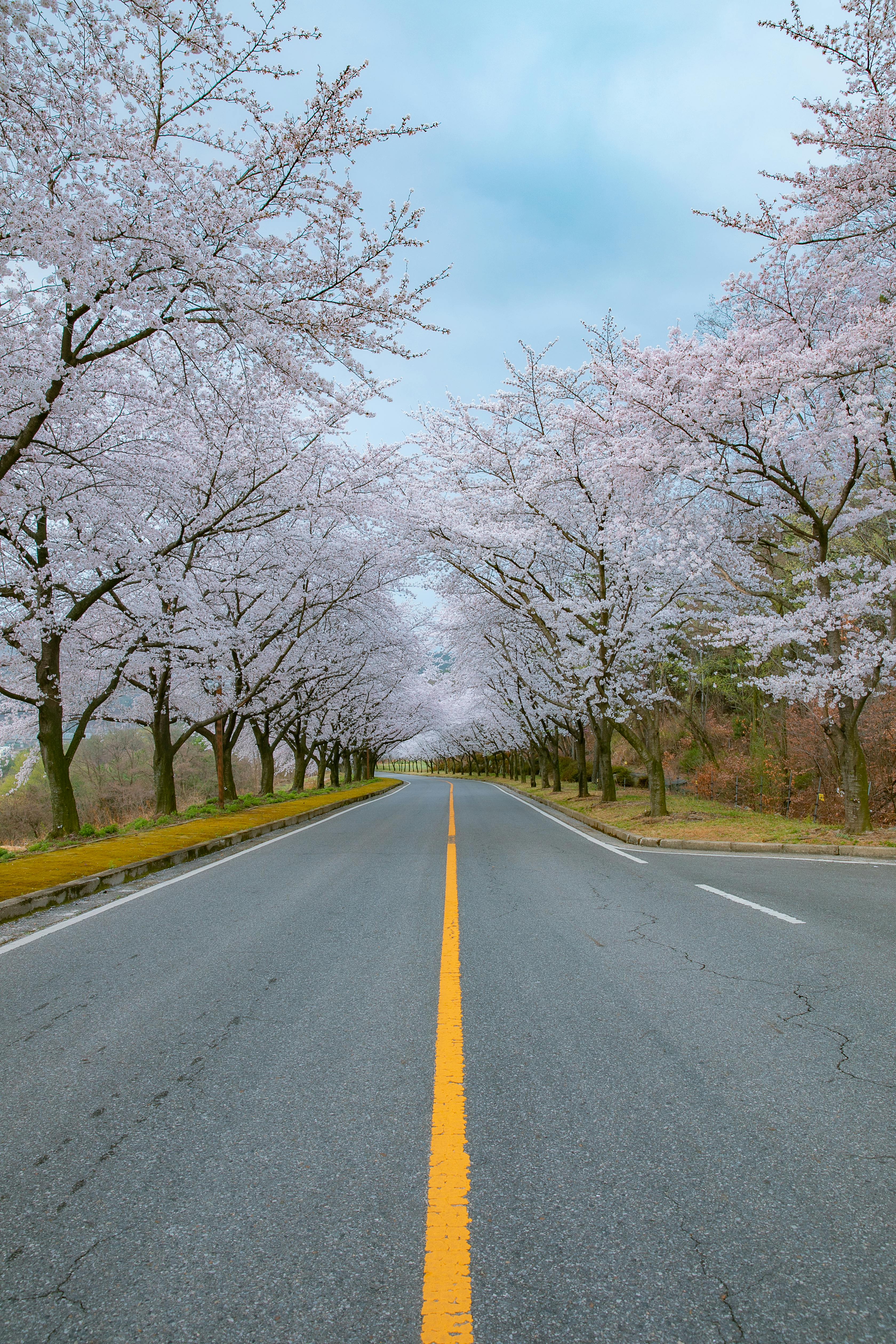 White Trees in Spring around Empty Road · Free Stock Photo