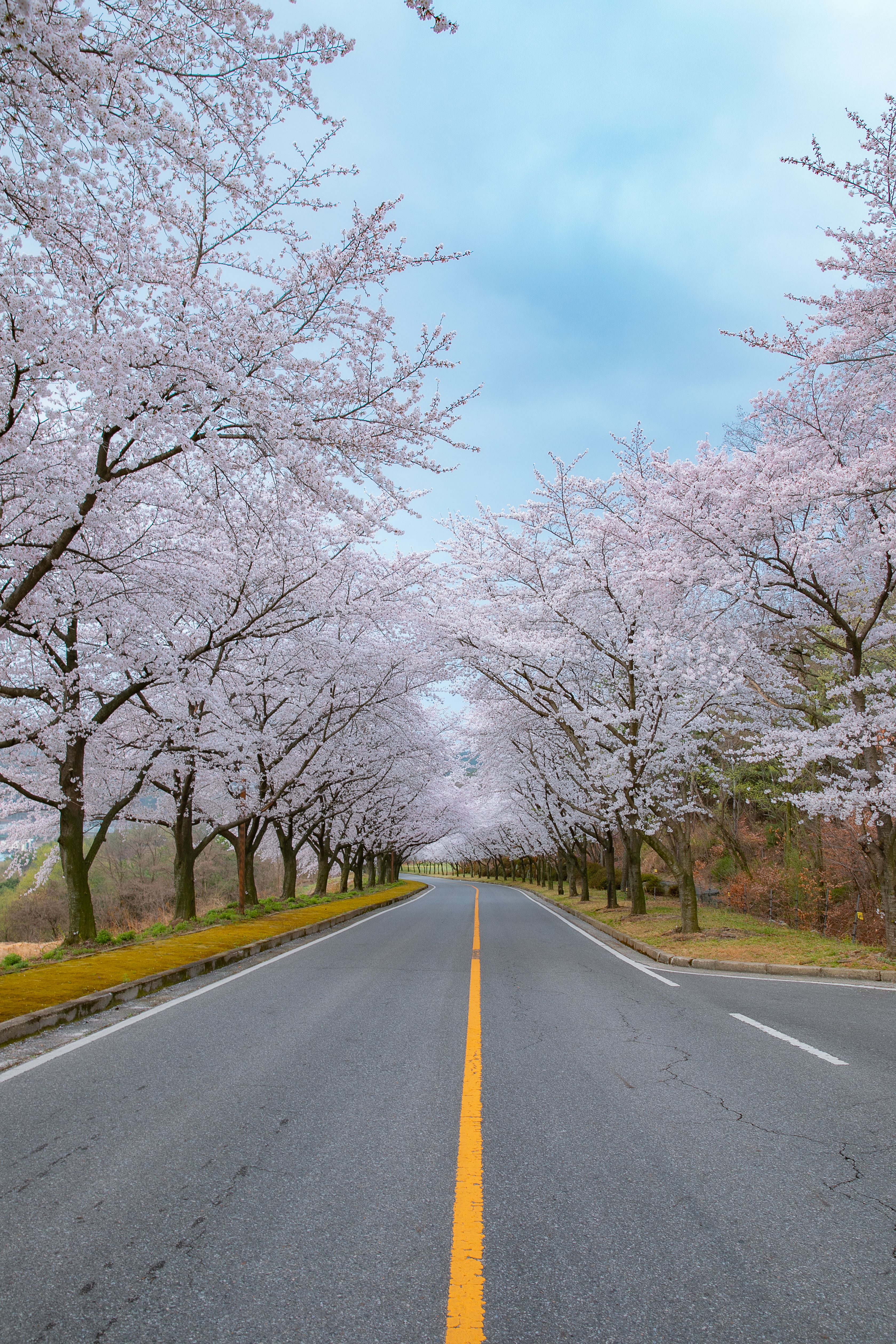 Asphalt Road Running Between Flowering Cherry Trees · Free Stock Photo
