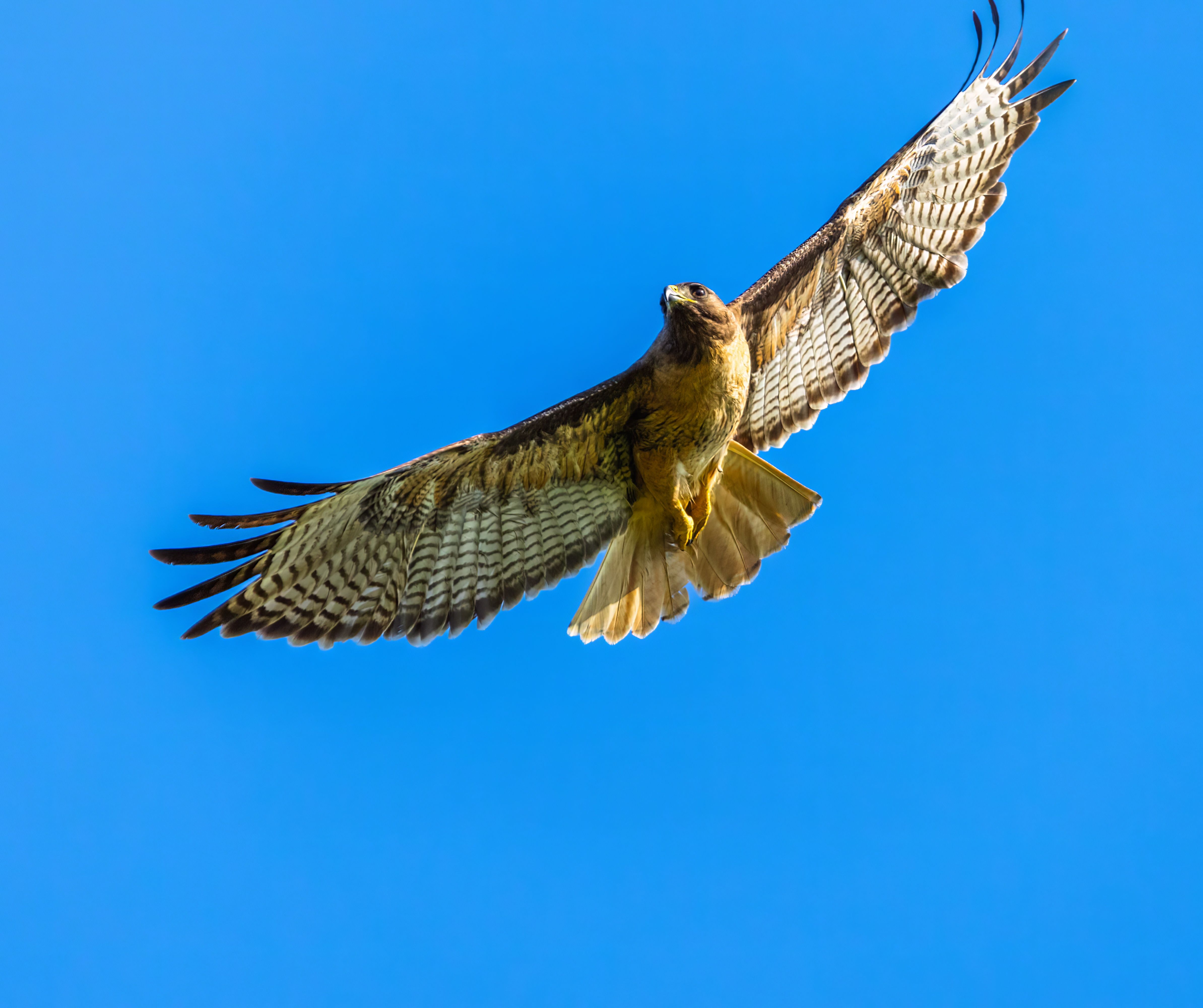 Makau Bird Photos, Download The BEST Free Makau Bird Stock Photos & HD ...