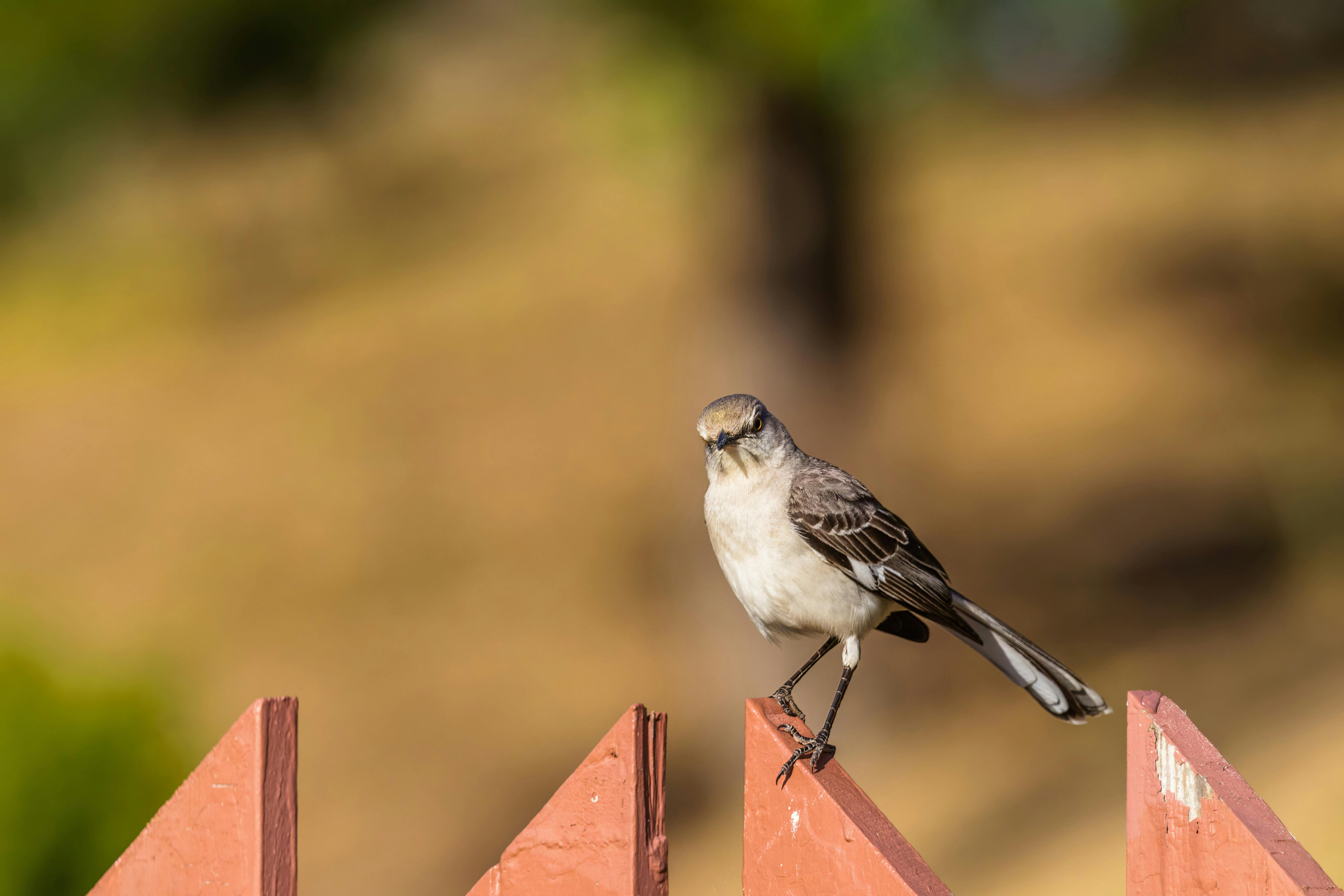 Mockingbird Photos, Download The BEST Free Mockingbird Stock Photos ...