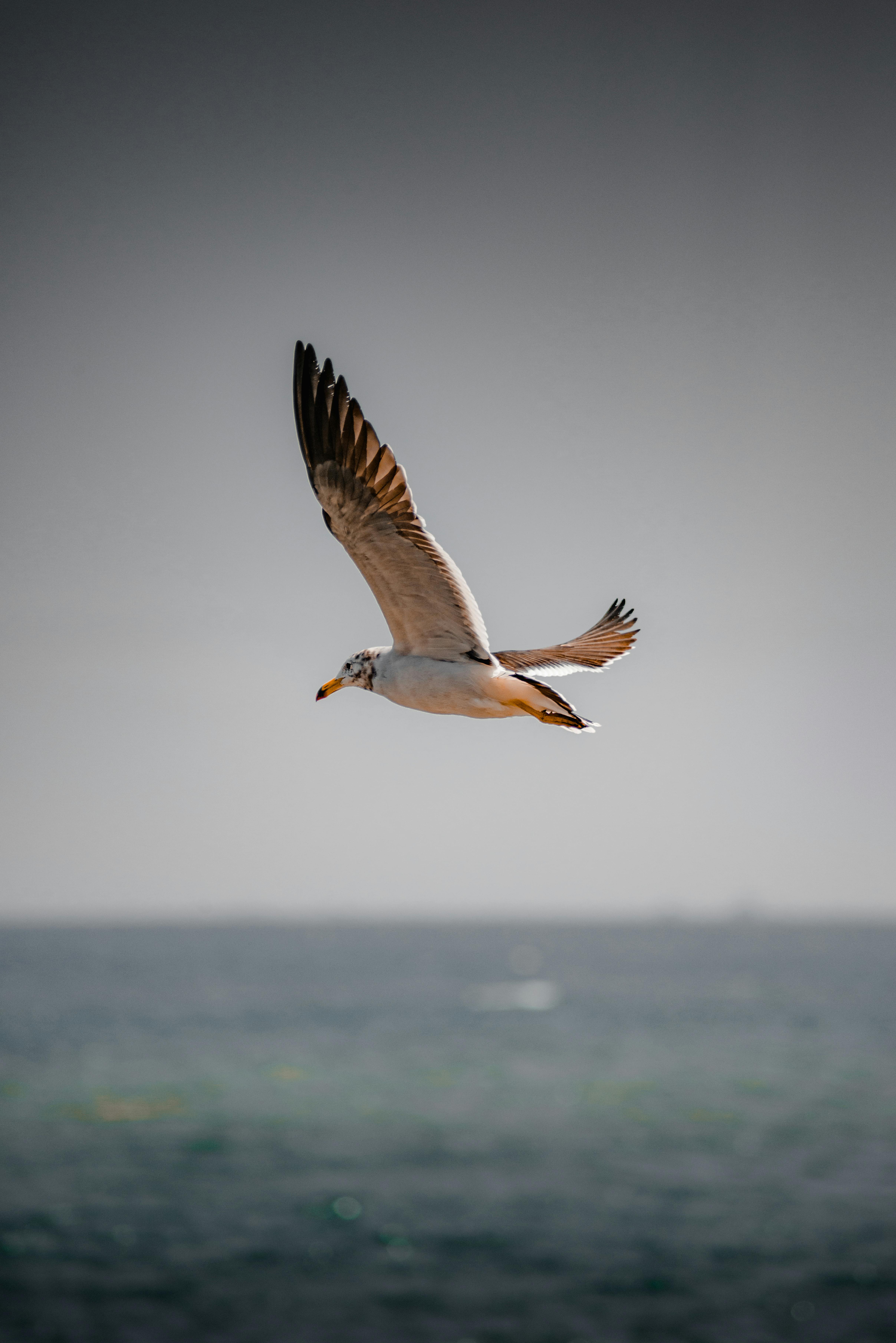 Steady Flight Photos, Download The BEST Free Steady Flight Stock Photos ...