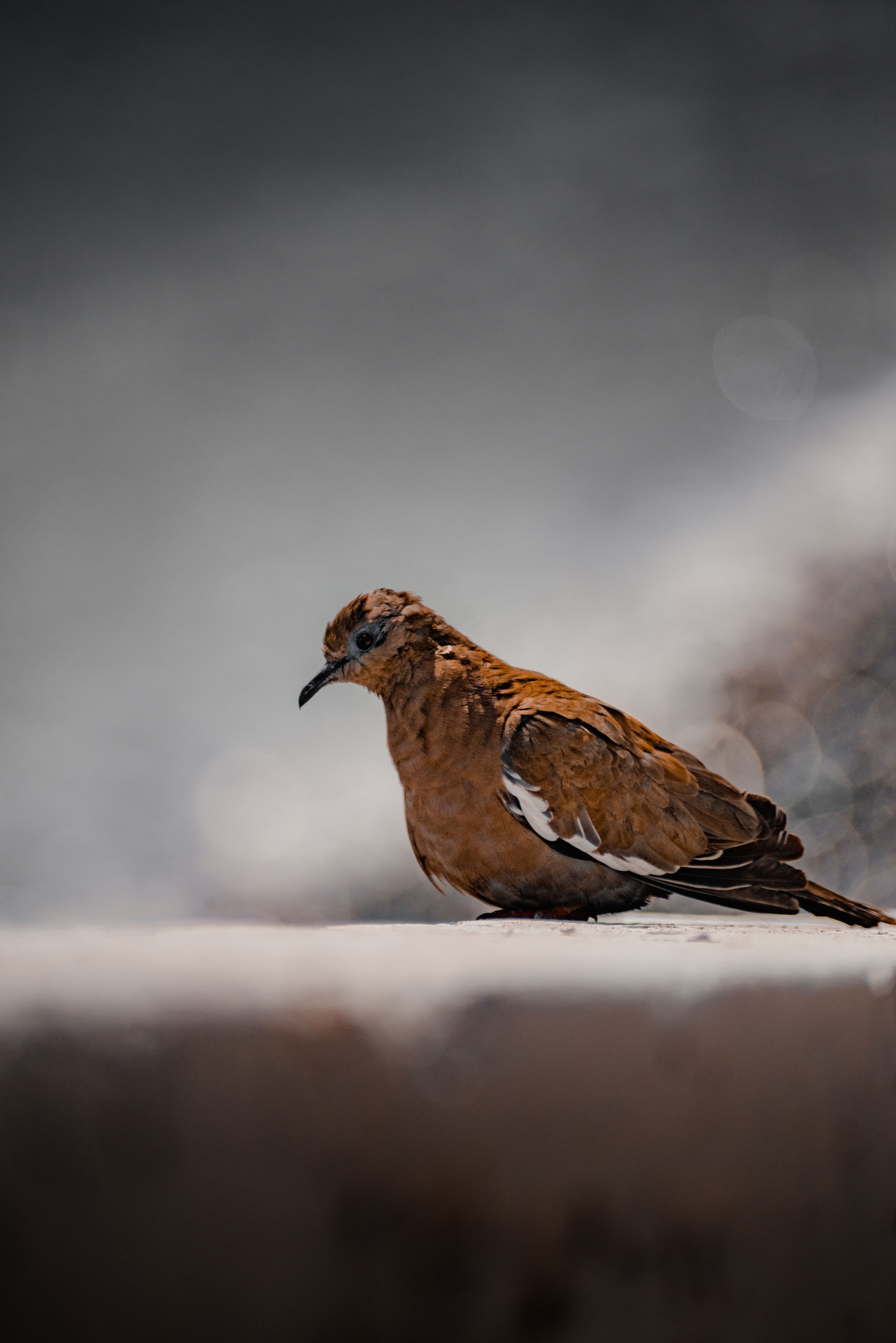 Pigeon on Wall · Free Stock Photo