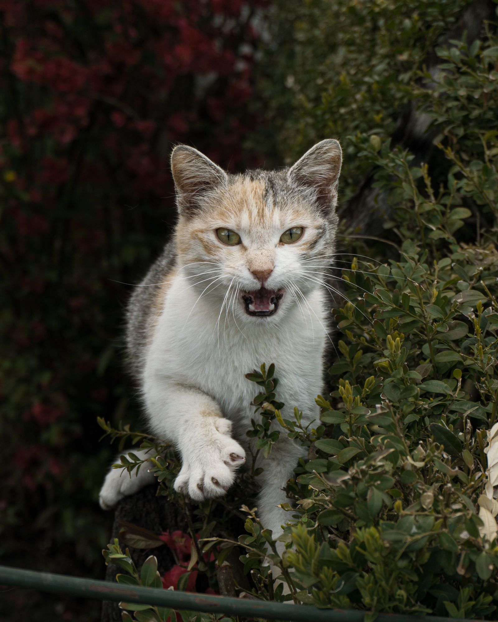 Angry Cat Photos, Download The BEST Free Angry Cat Stock Photos & HD Images
