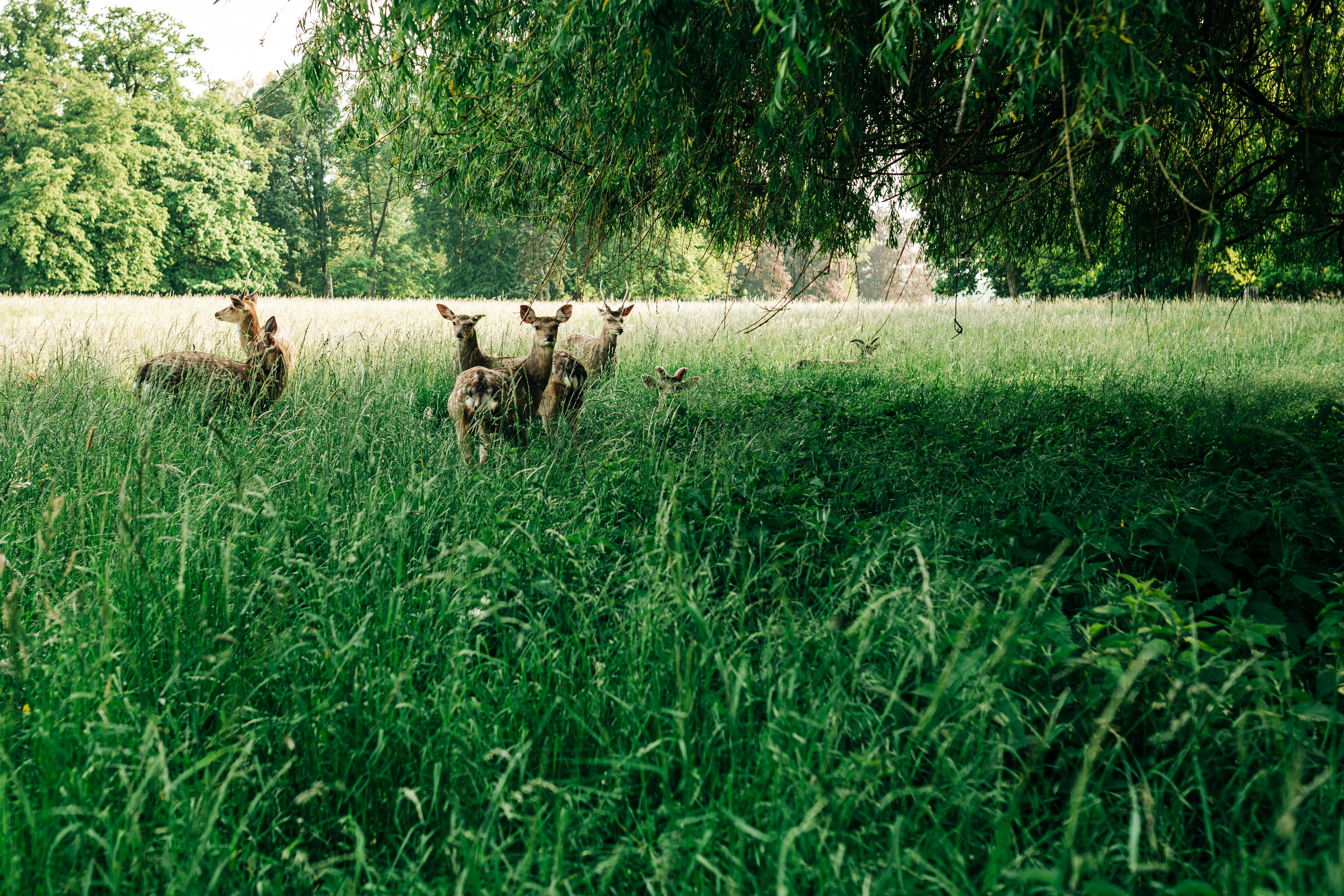 Deer on a Grass Field · Free Stock Photo