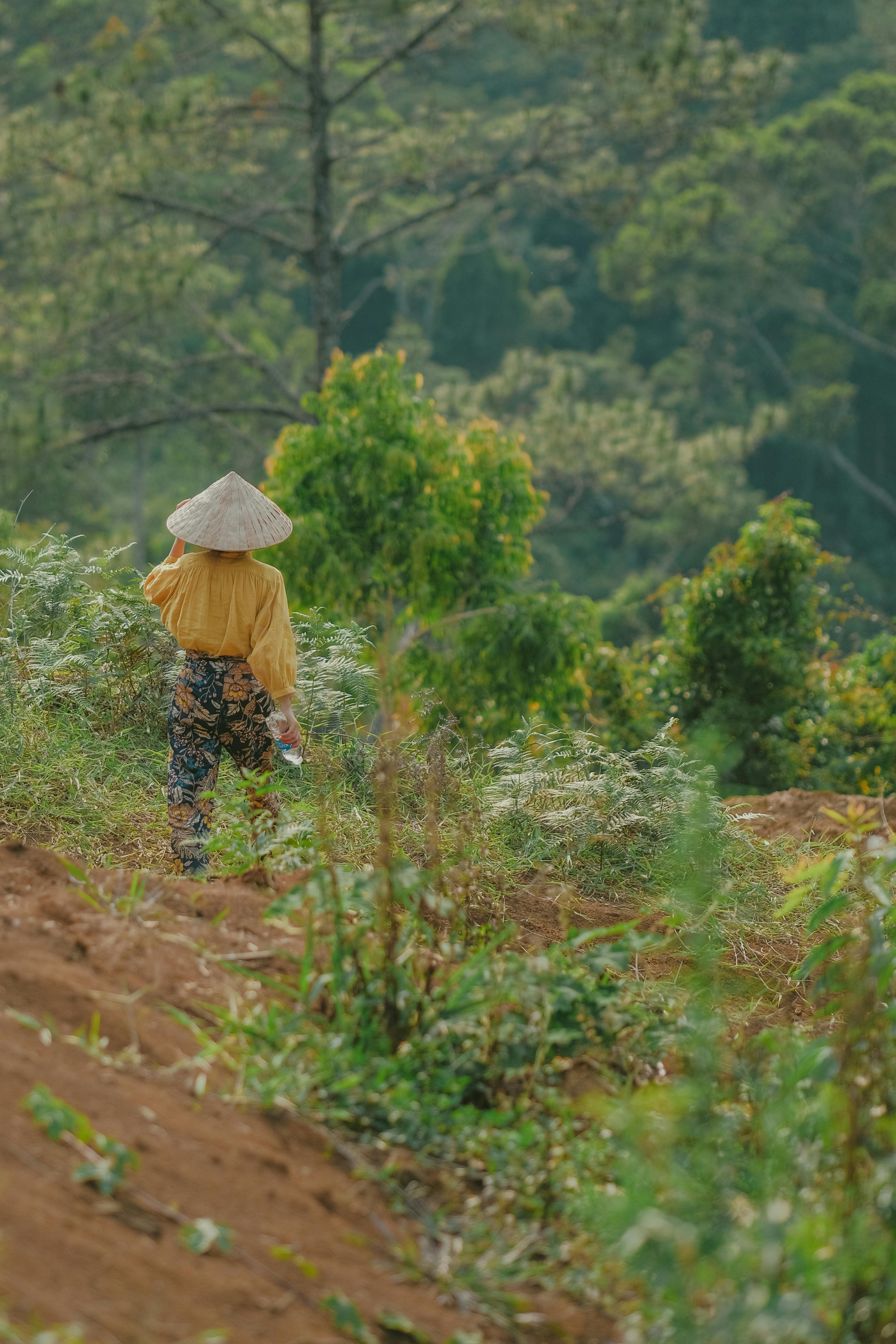 Champ De Plantes Photos, Download The BEST Free Champ De Plantes Stock ...