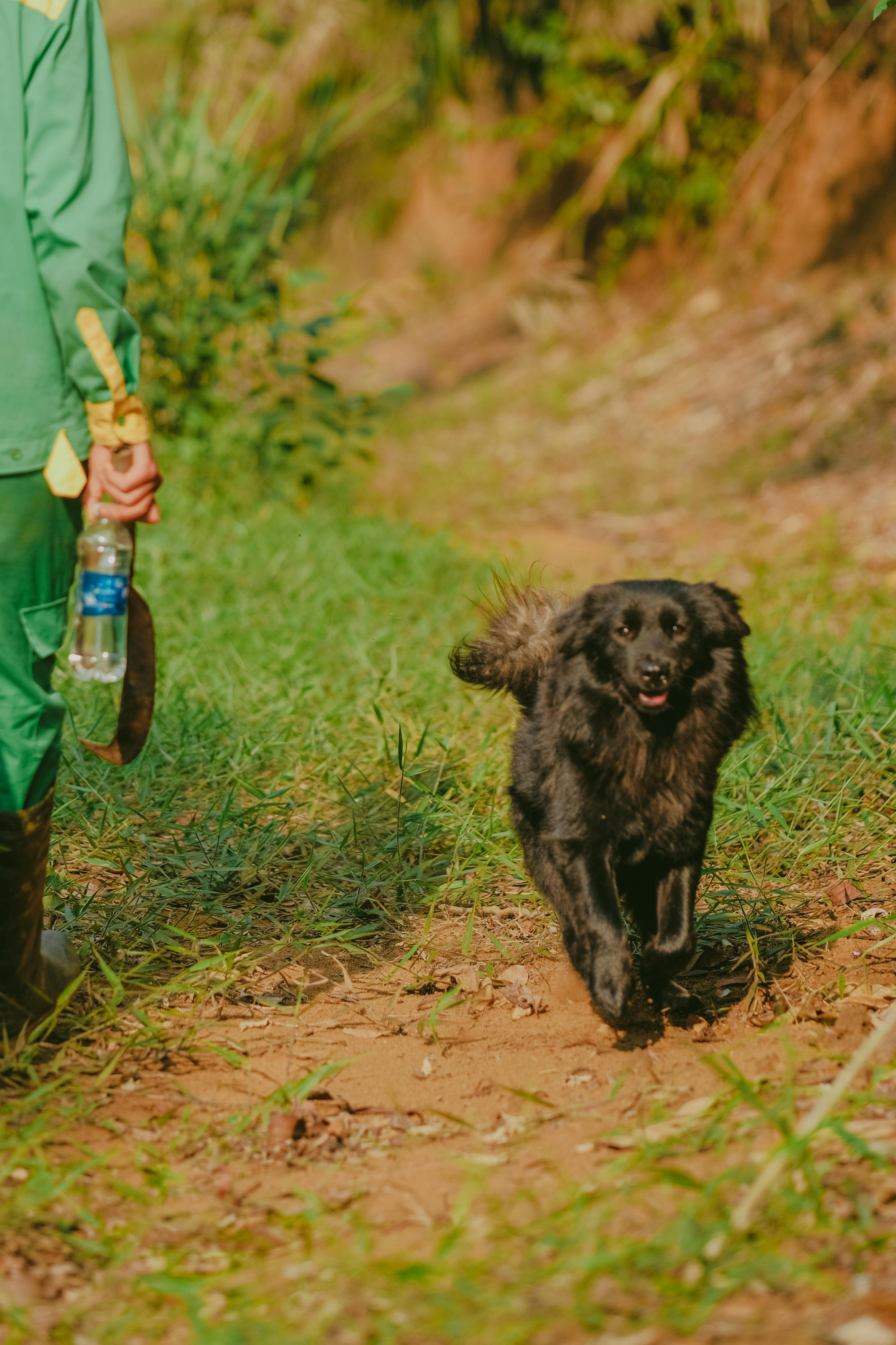 A Dog on a Path · Free Stock Photo