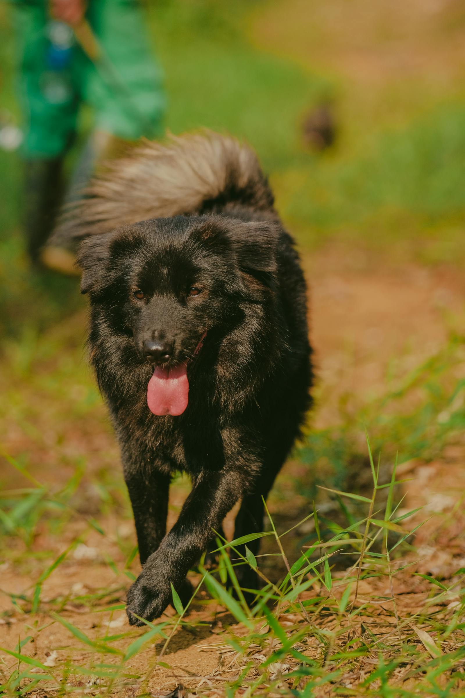 Dog And Backdrop Photos, Download The BEST Free Dog And Backdrop Stock ...