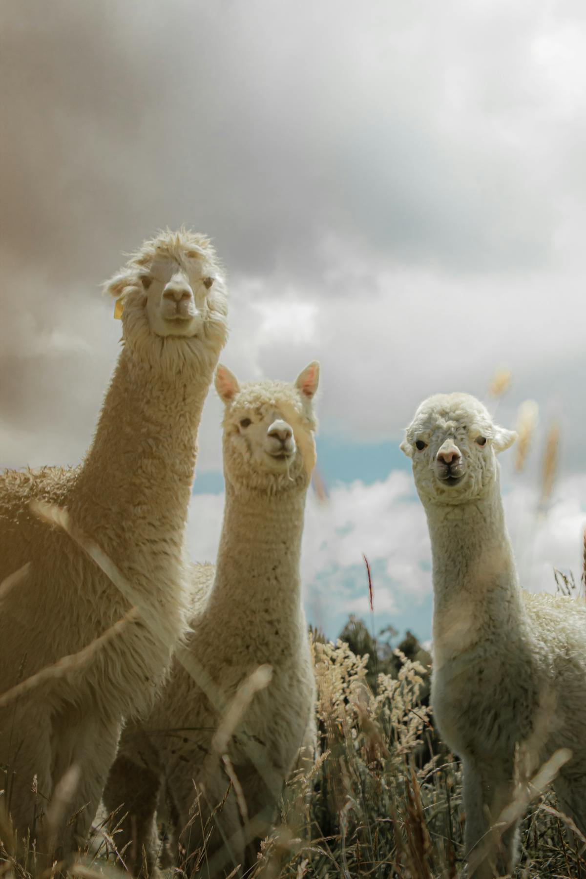 Alpacas Photos, Download The BEST Free Alpacas Stock Photos & HD Images