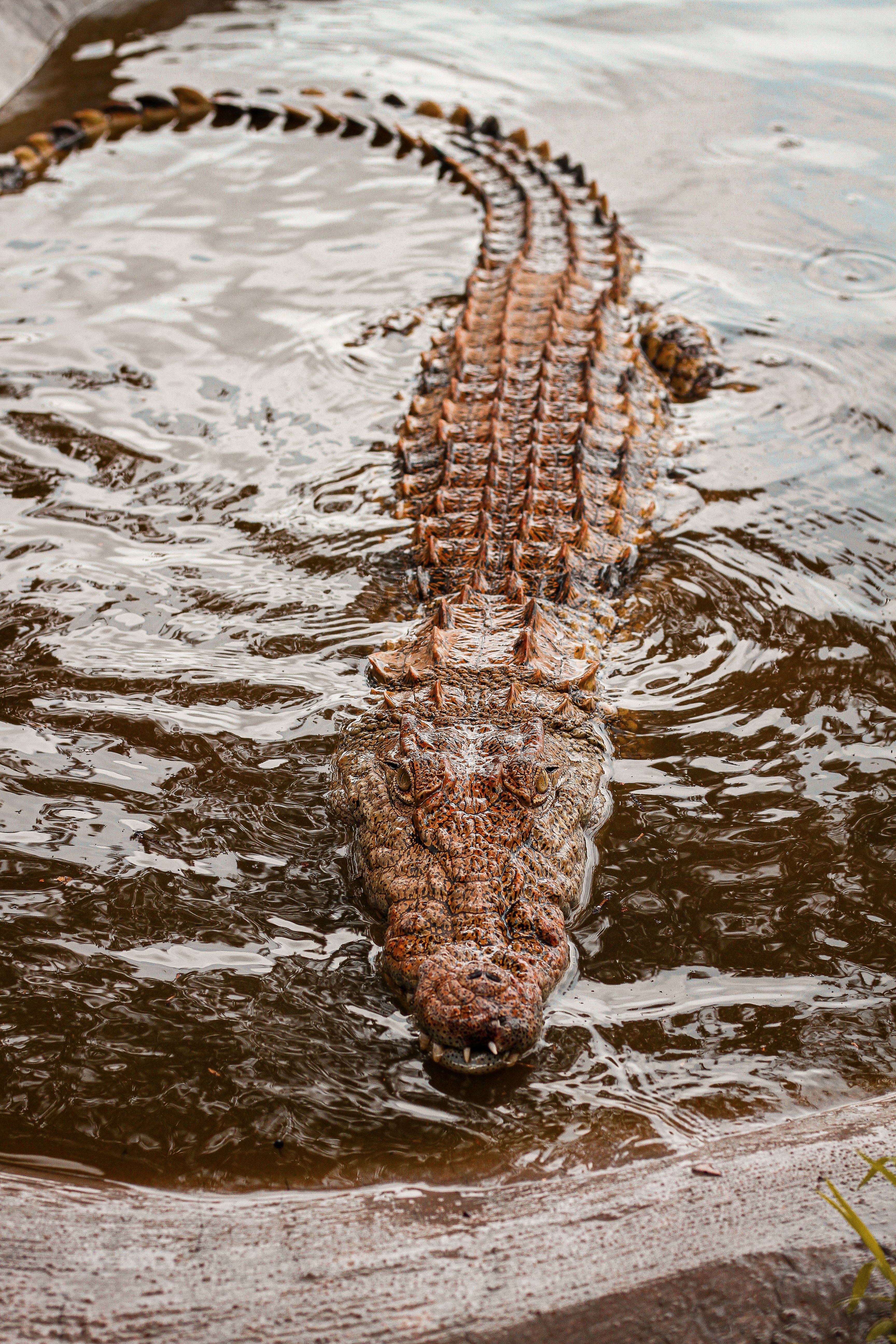 Alligator Swimming in a Water · Free Stock Photo