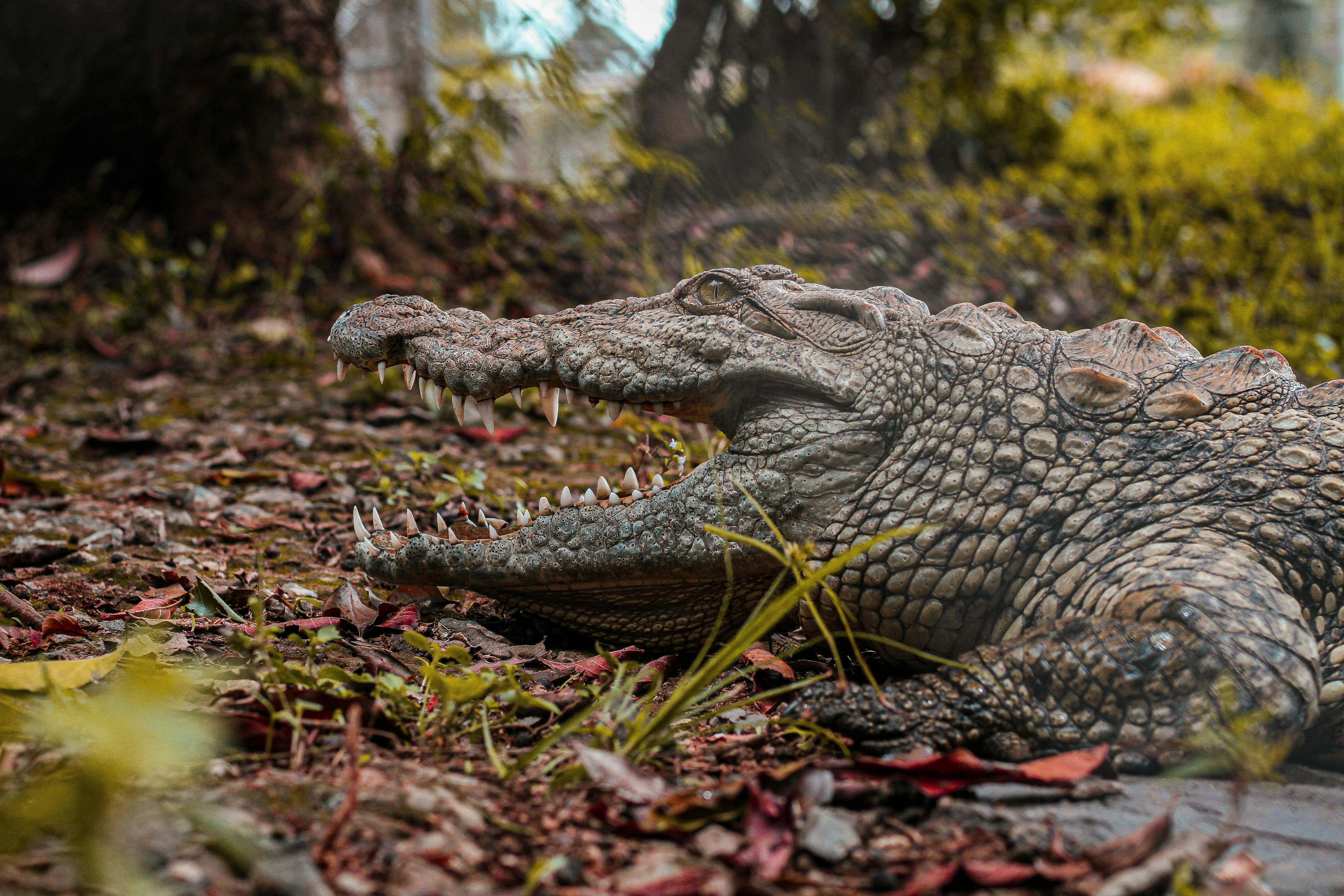 CROCODILE · Free Stock Photo