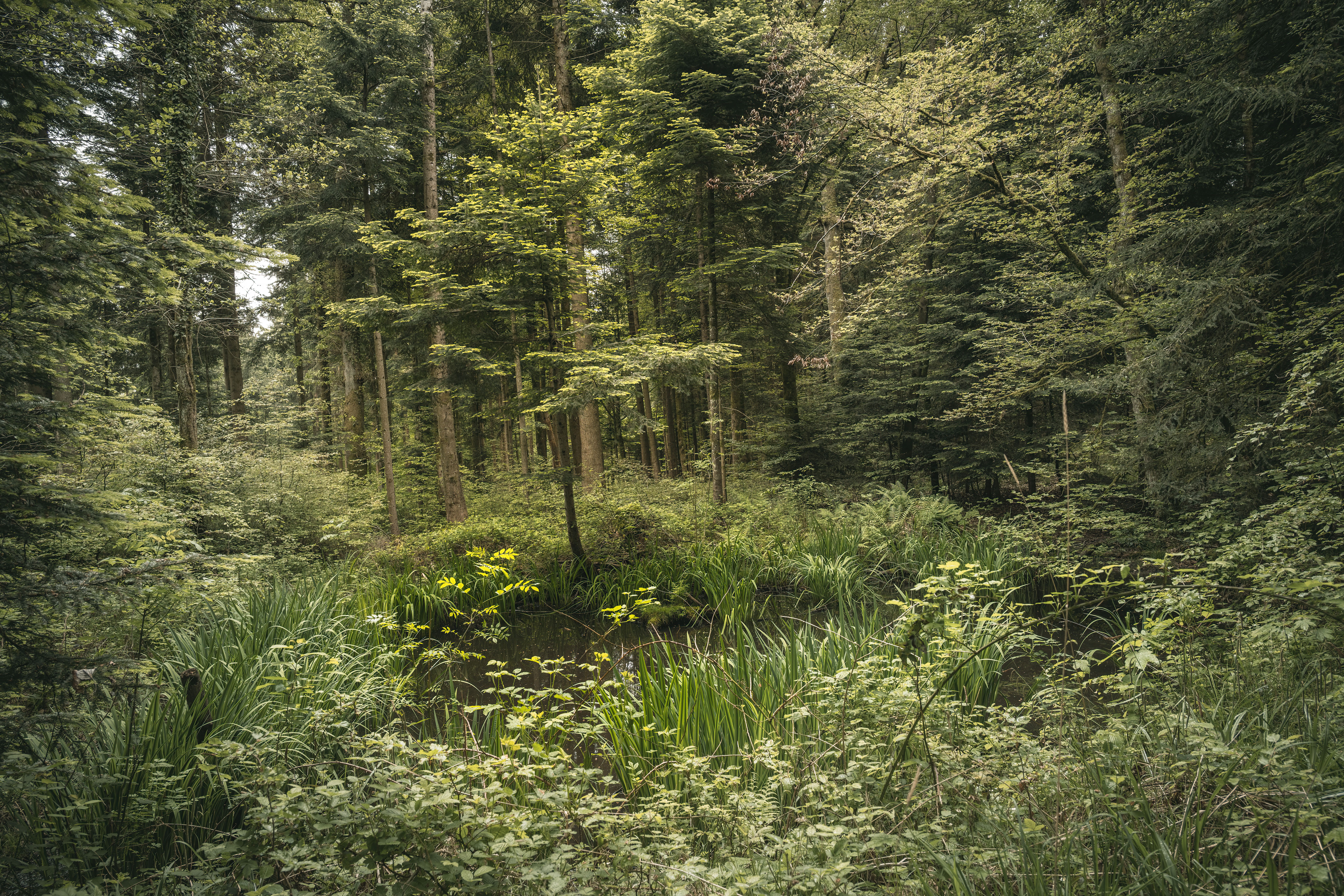 A Beautiful Green Tree · Free Stock Photo