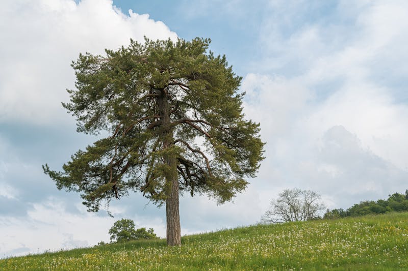 Tree Park Photos, Download The BEST Free Tree Park Stock Photos & HD Images