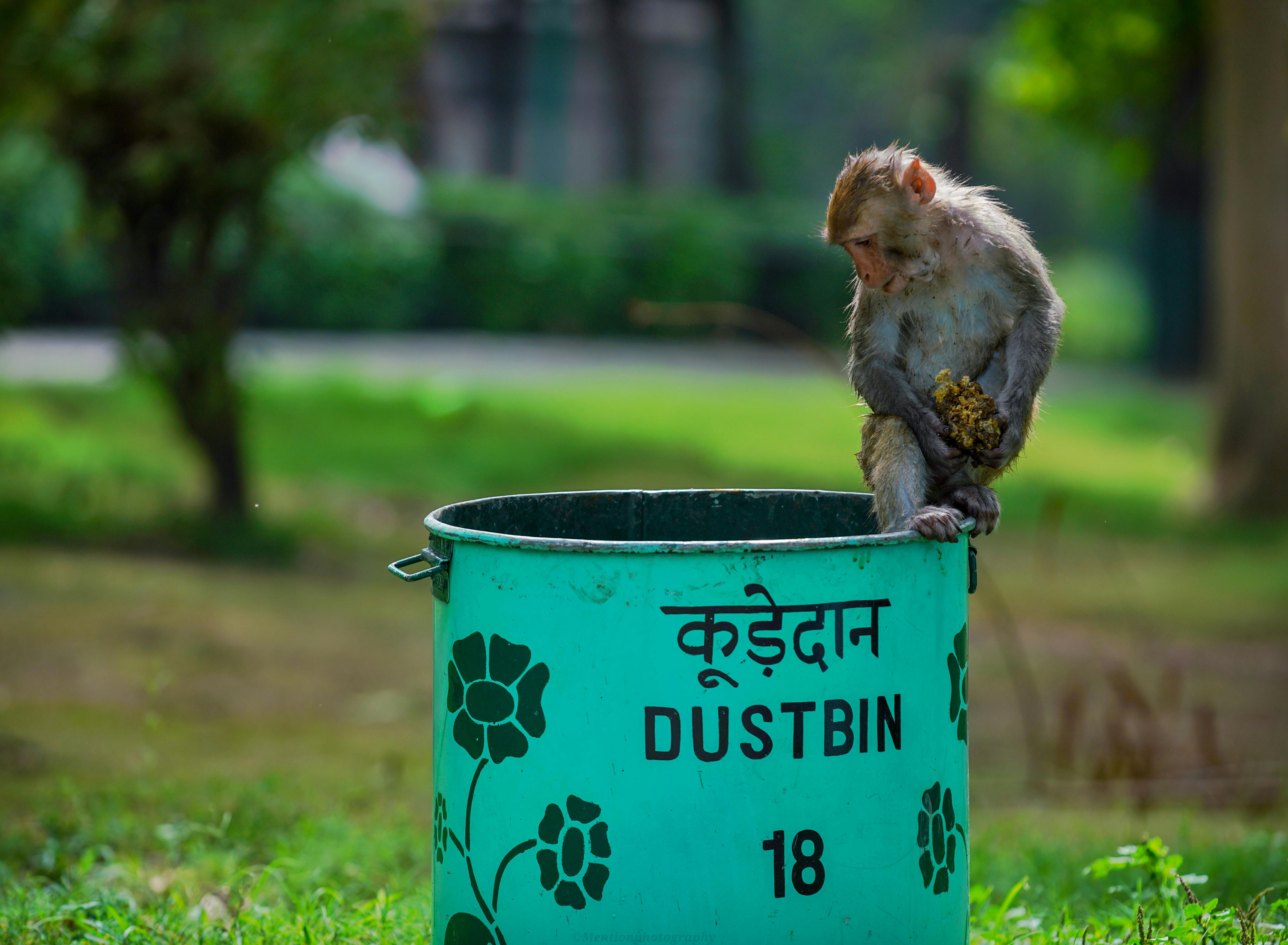 Monkey on Trash Bin · Free Stock Photo