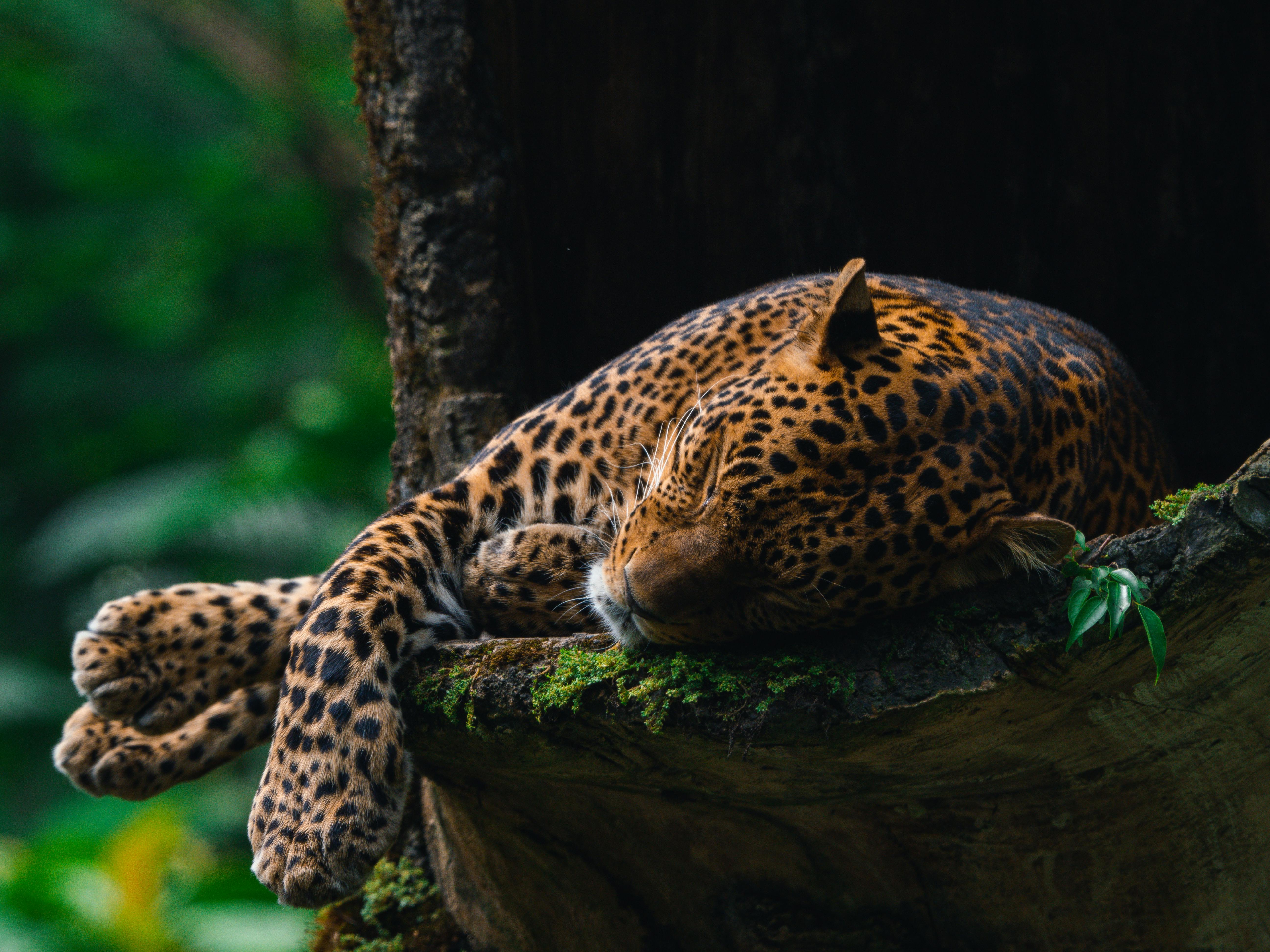Close up of Sleeping Cheetah · Free Stock Photo