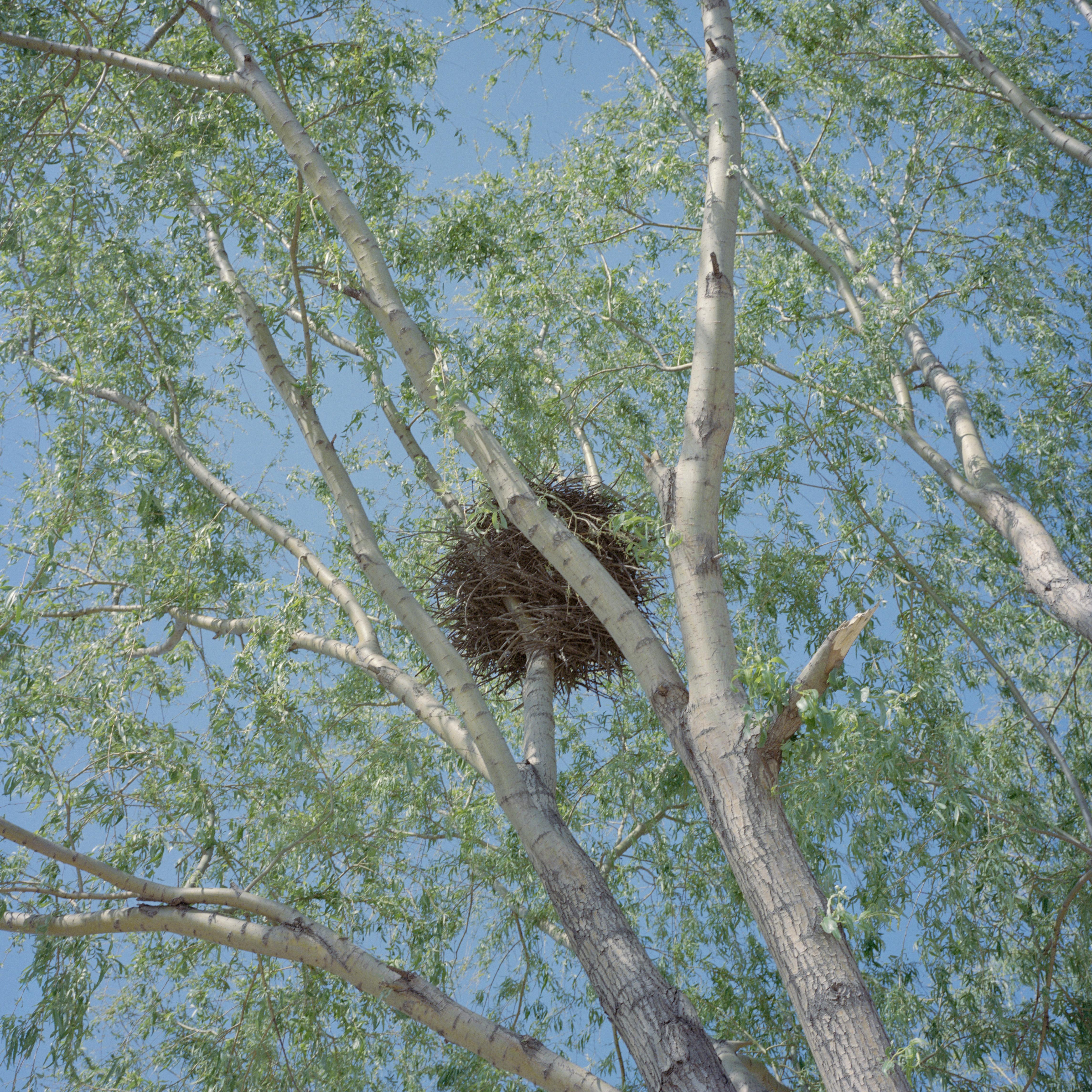 Bird Nest on Tree · Free Stock Photo