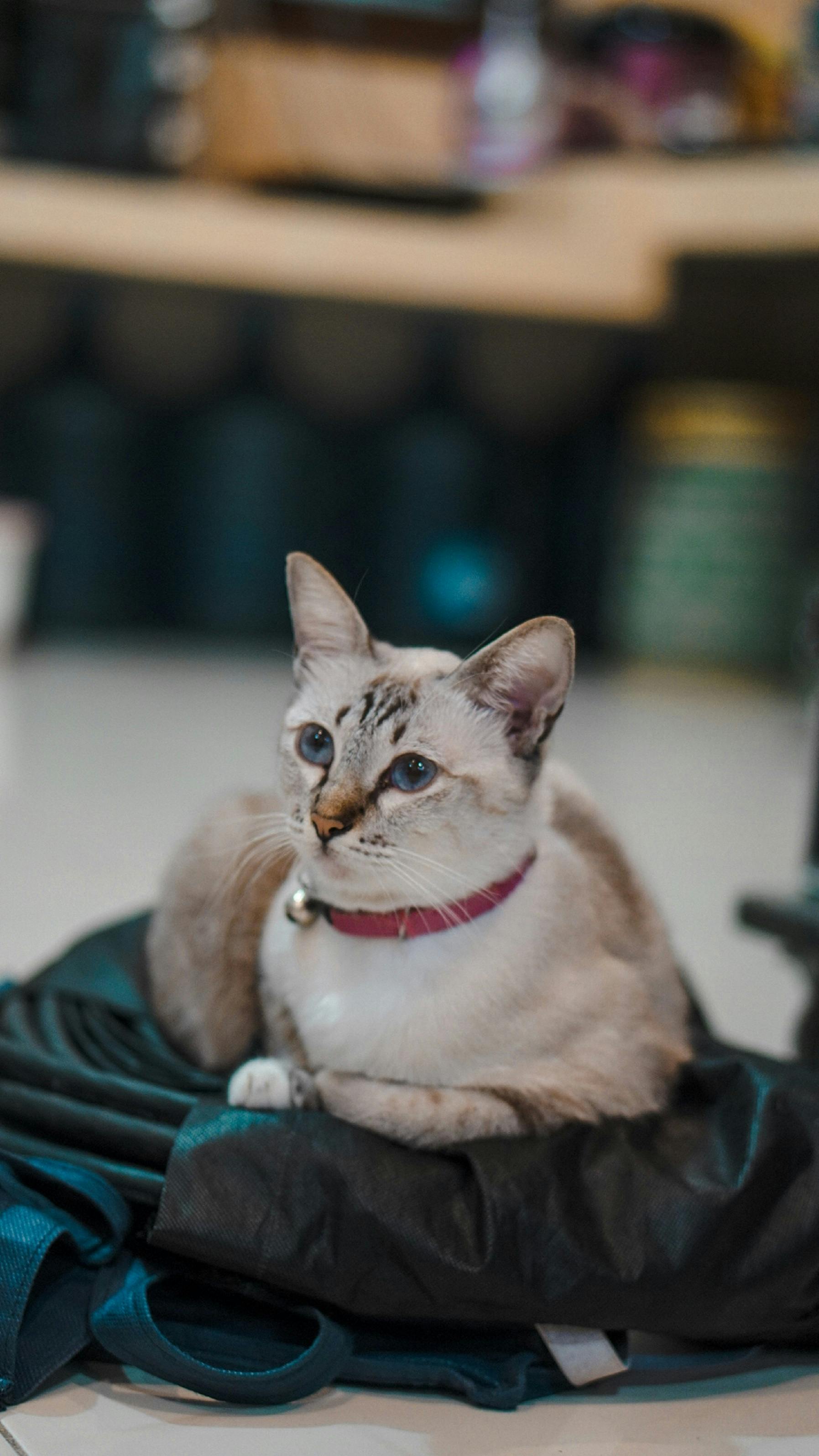 Teething Cat Biting Furniture · Free Stock Photo