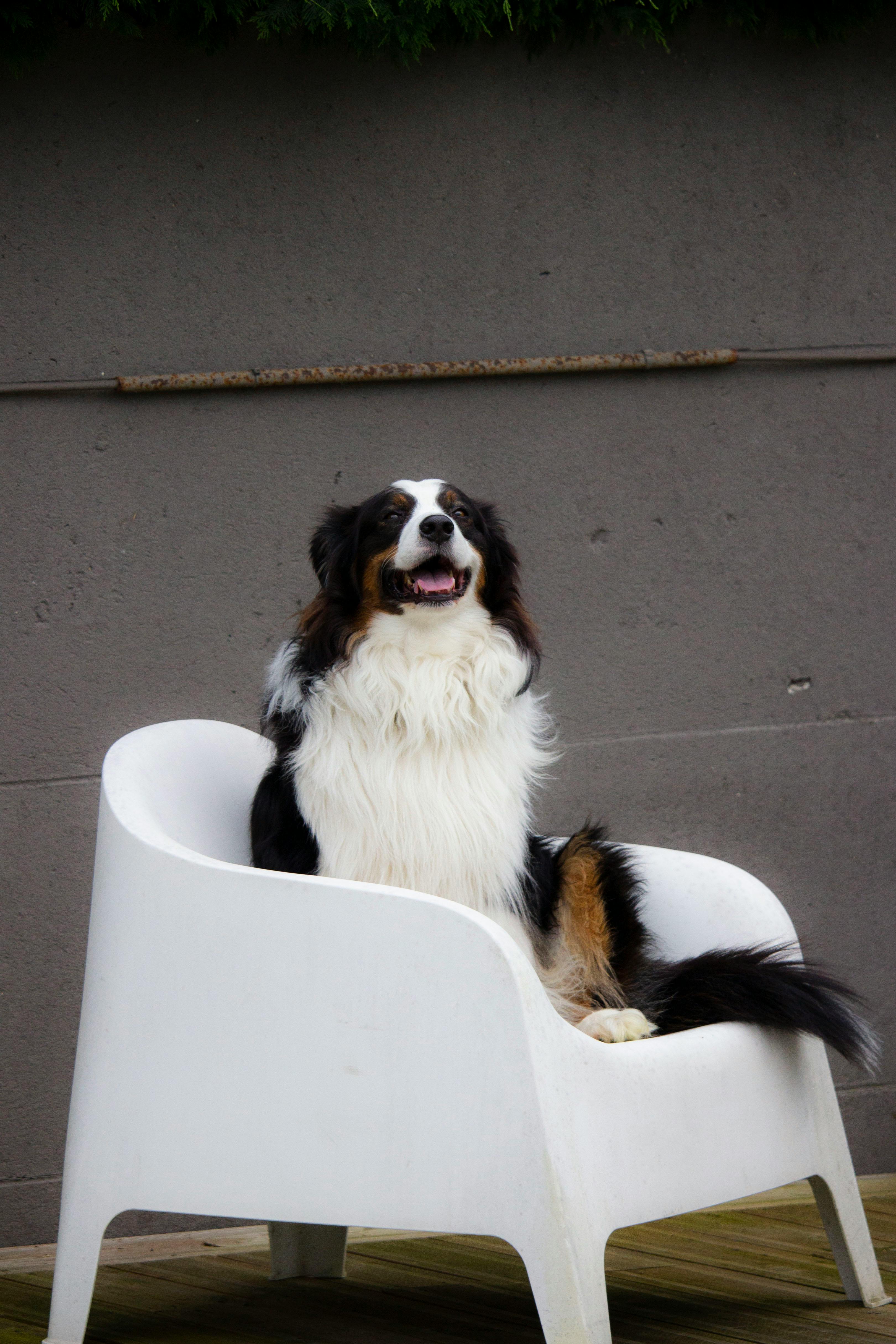 Dog Sitting on Chair · Free Stock Photo