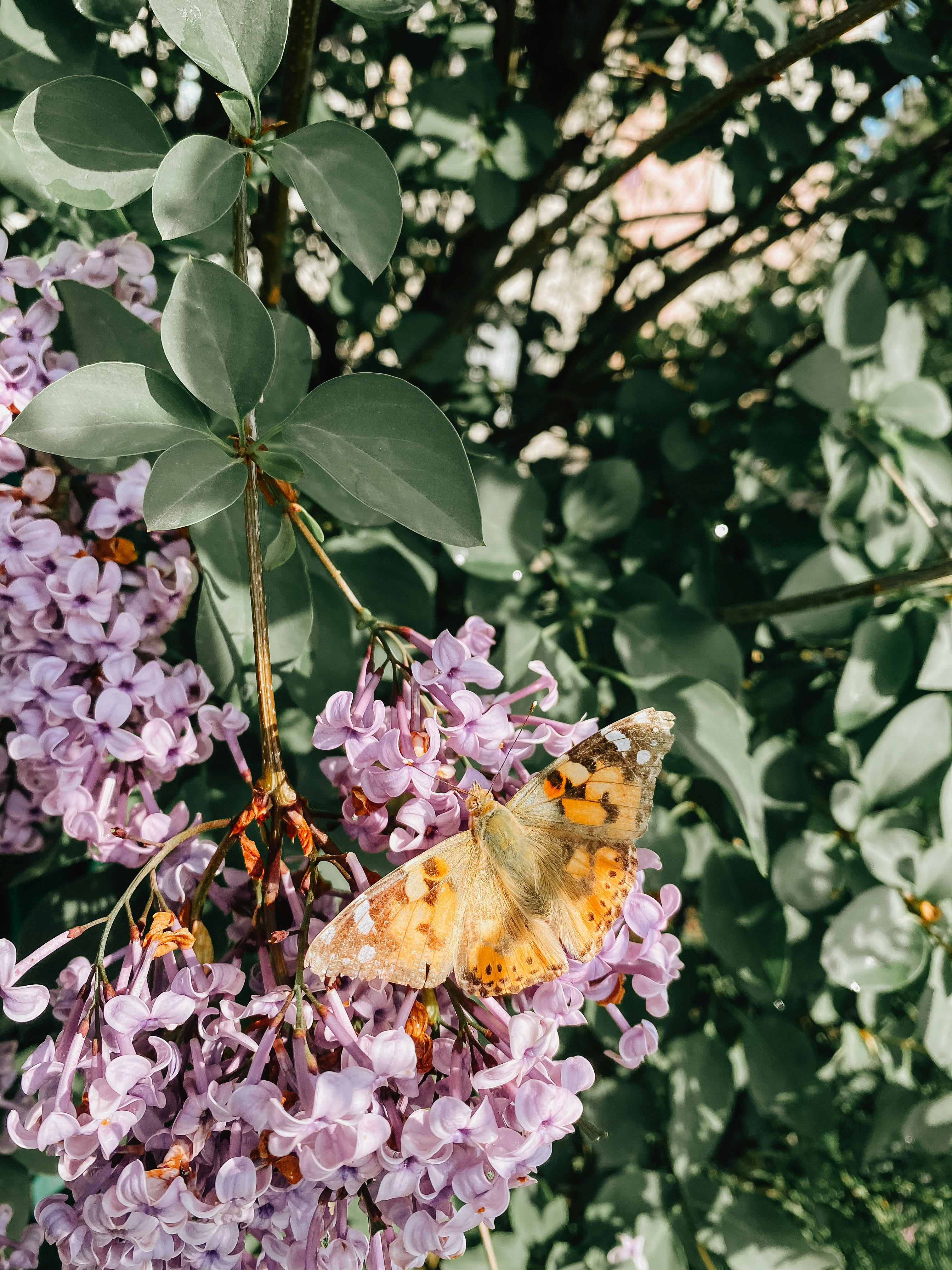 Butterfly Sitting on Blooming Tree Branch · Free Stock Photo