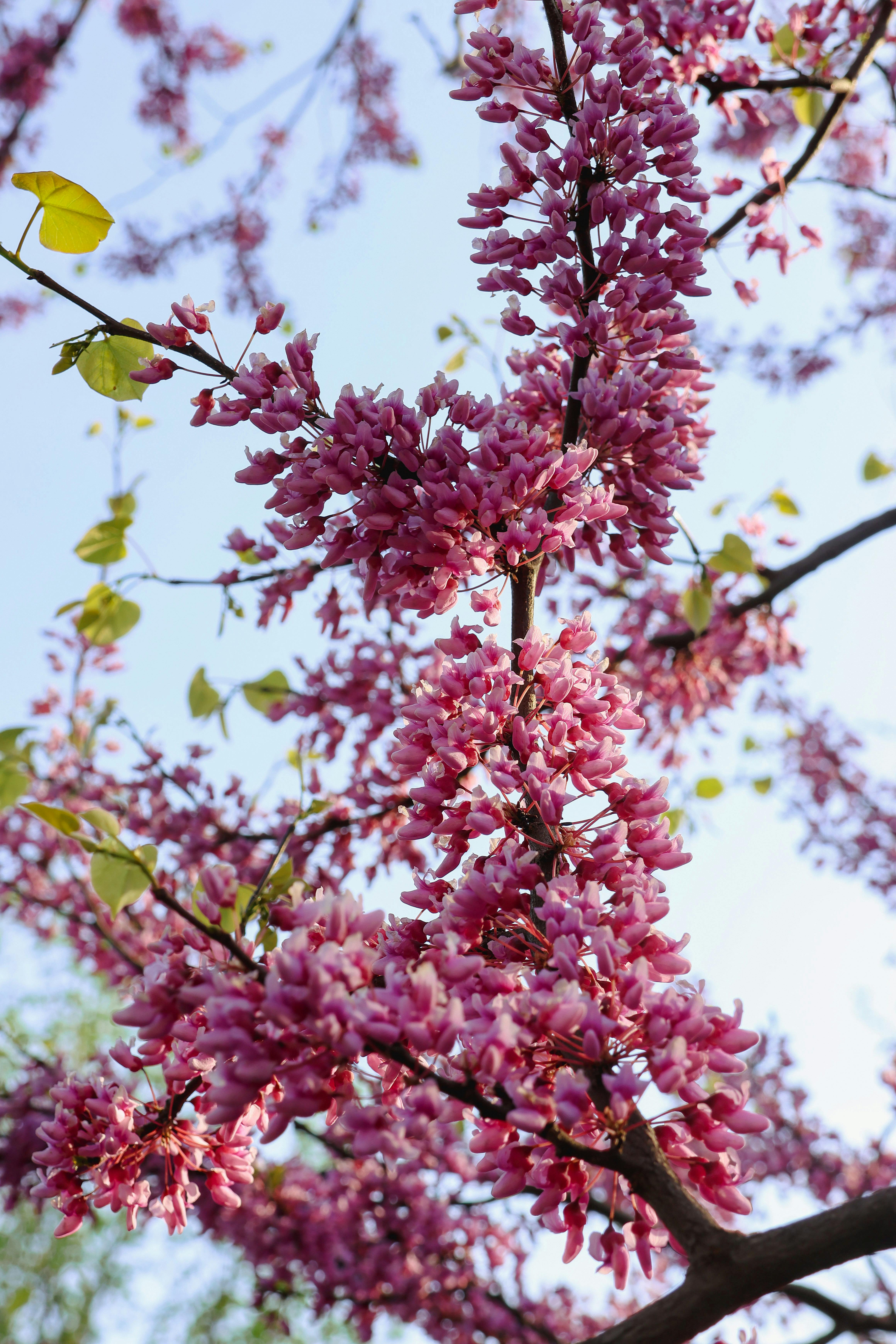 Branch of Blooming Eastern Redbud · Free Stock Photo