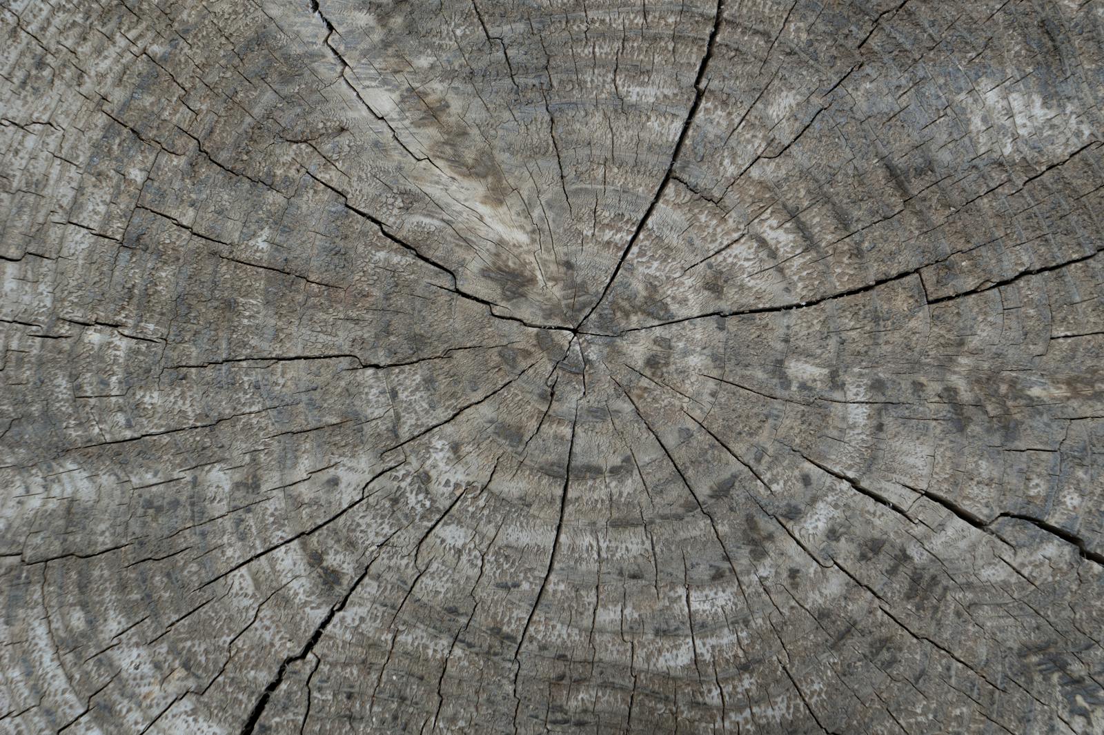 Tree Rings Photos, Download The BEST Free Tree Rings Stock Photos & HD ...
