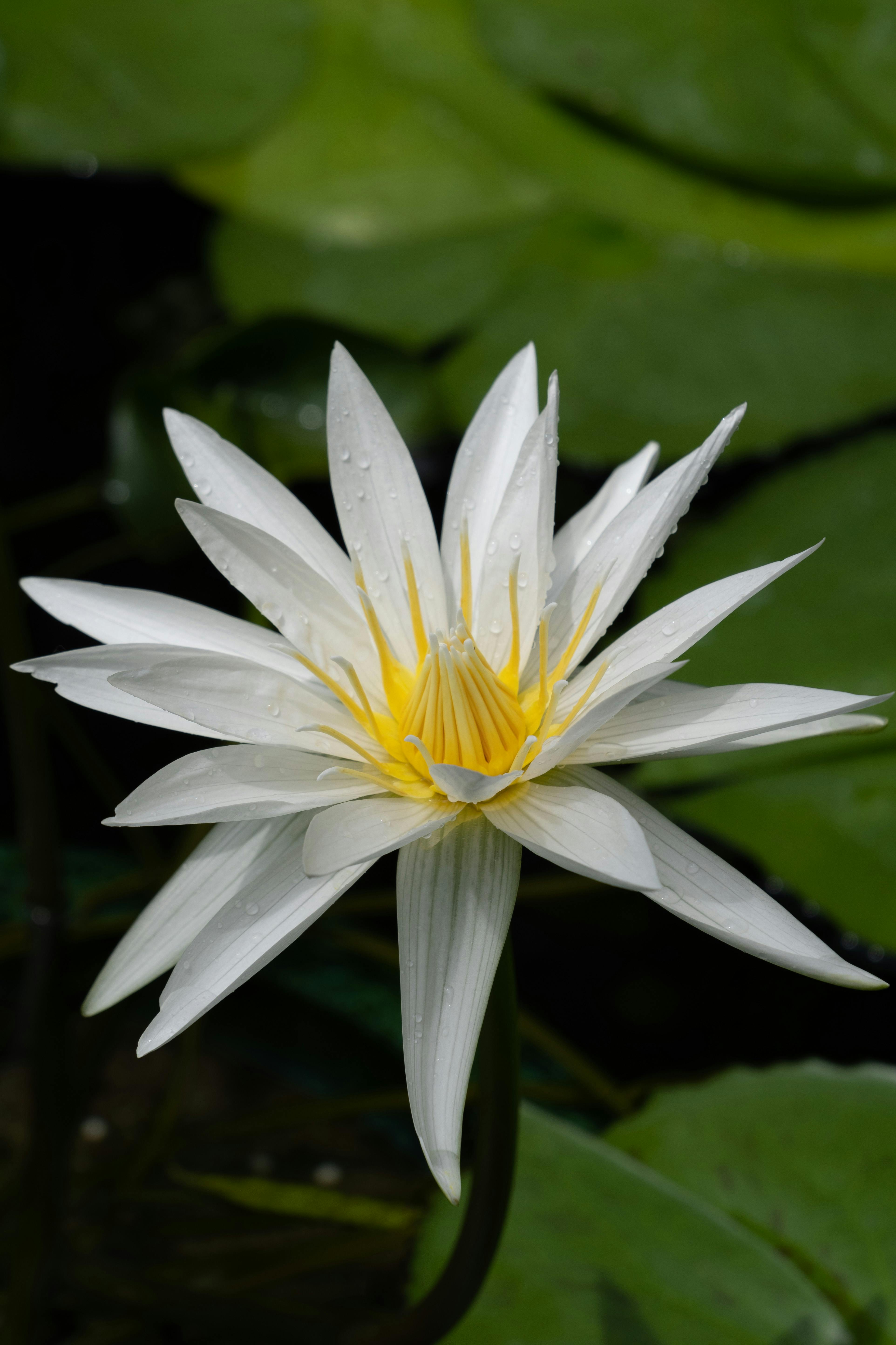 Lotus Vietnam Photos, Download The BEST Free Lotus Vietnam Stock Photos ...