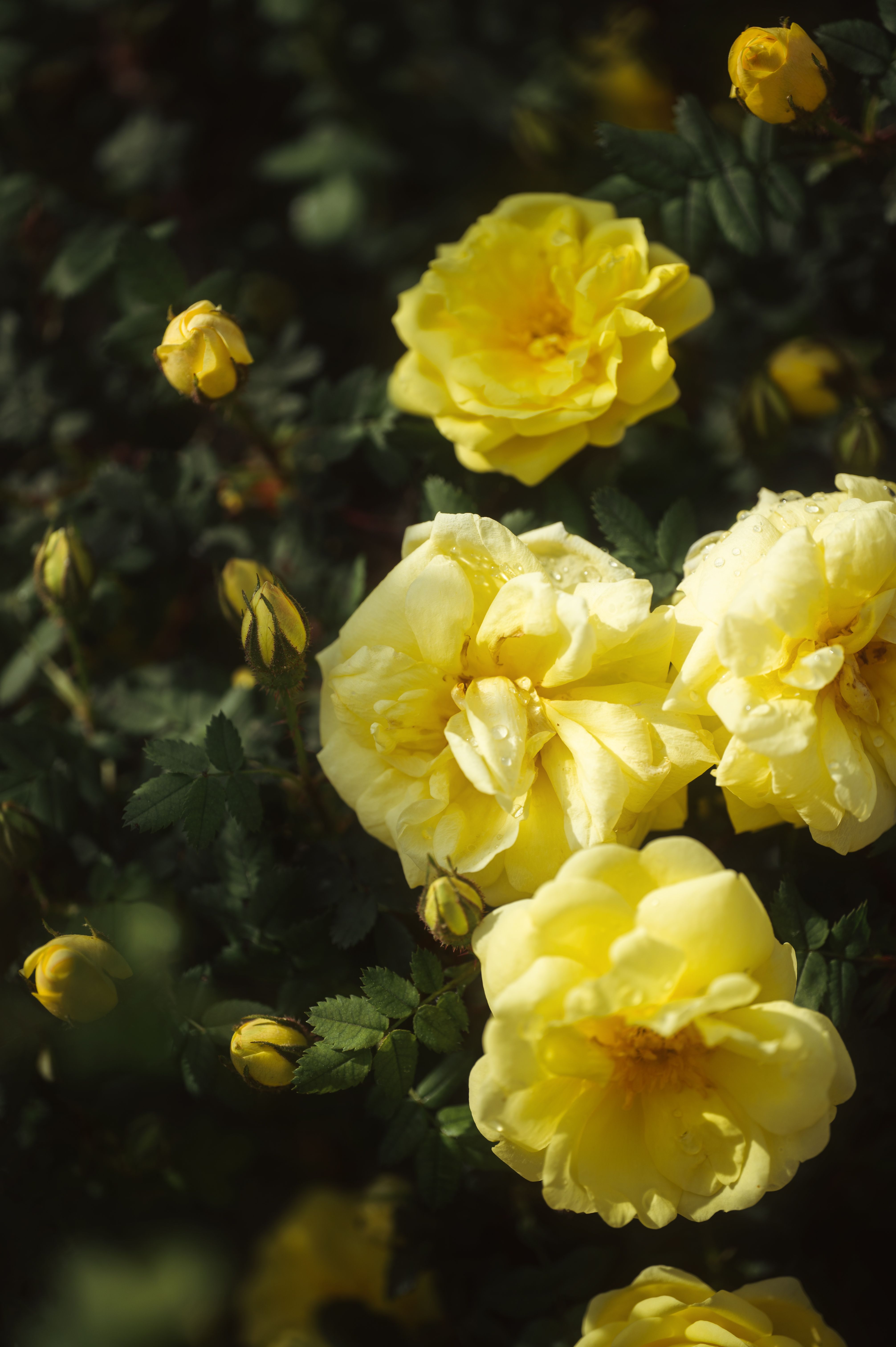 8k Flowers Wallpapers Photos, Download The BEST Free 8k Flowers ...