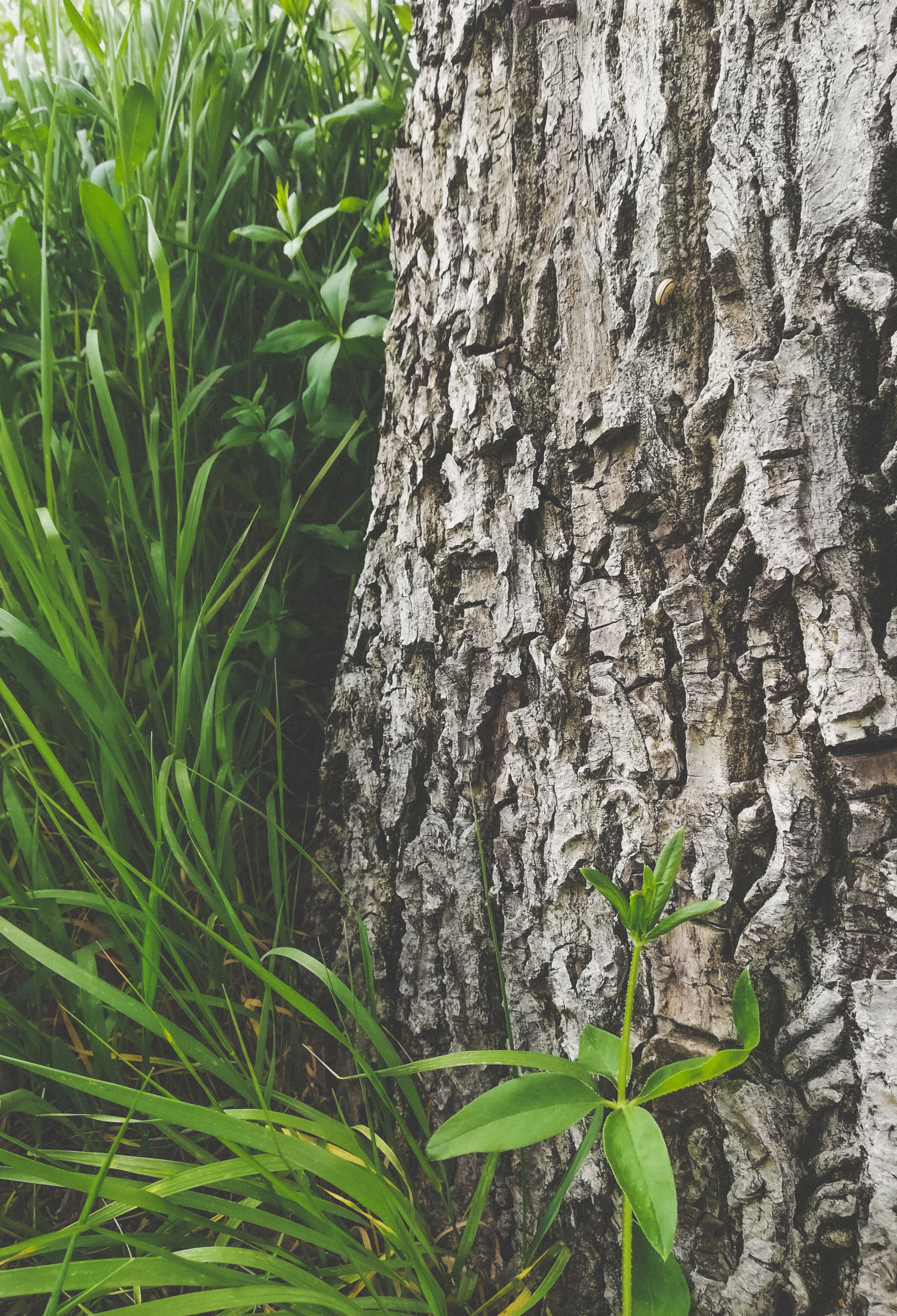 Close-up of Tree · Free Stock Photo
