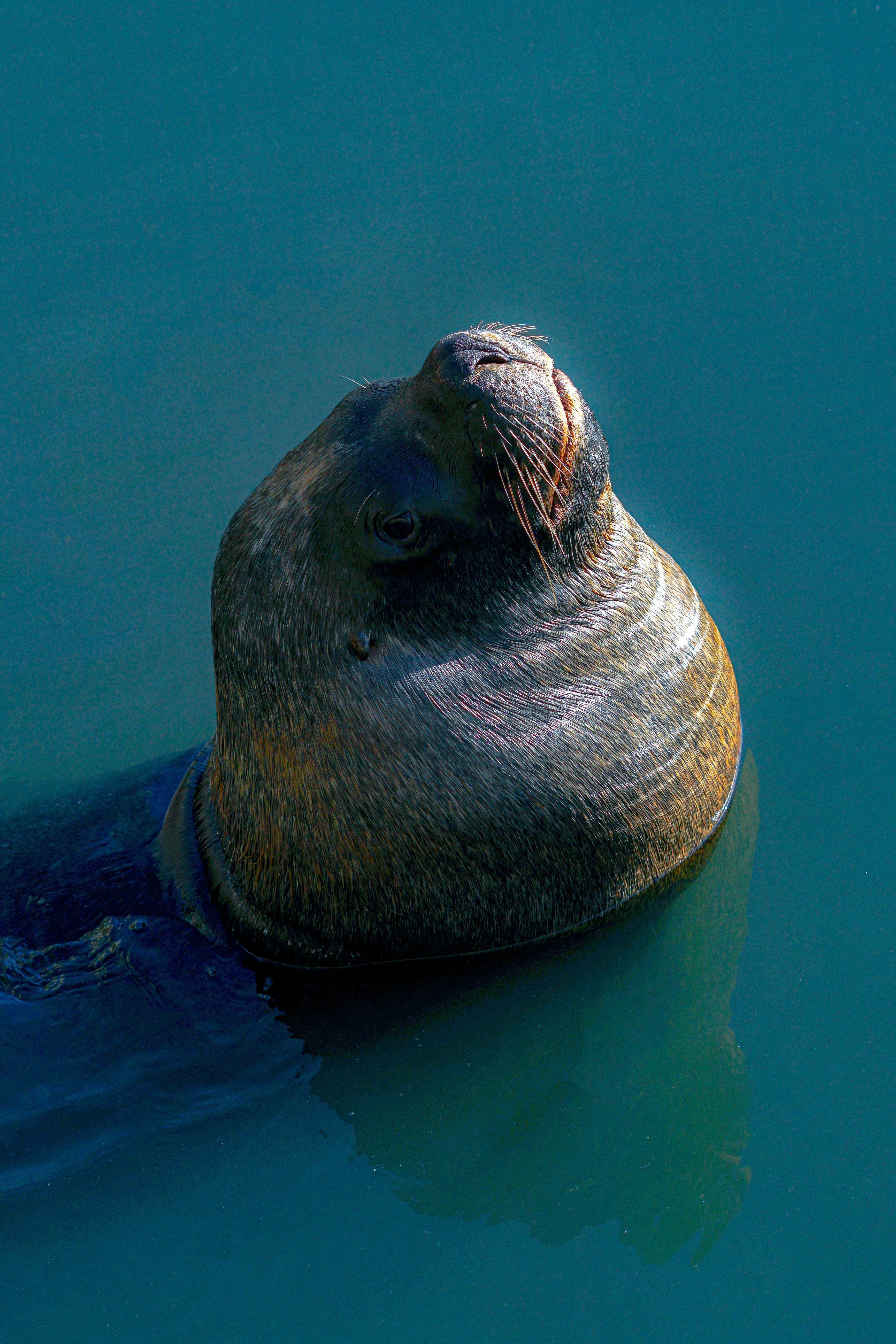Sea Lion Sticking Its Head Out of the Water · Free Stock Photo