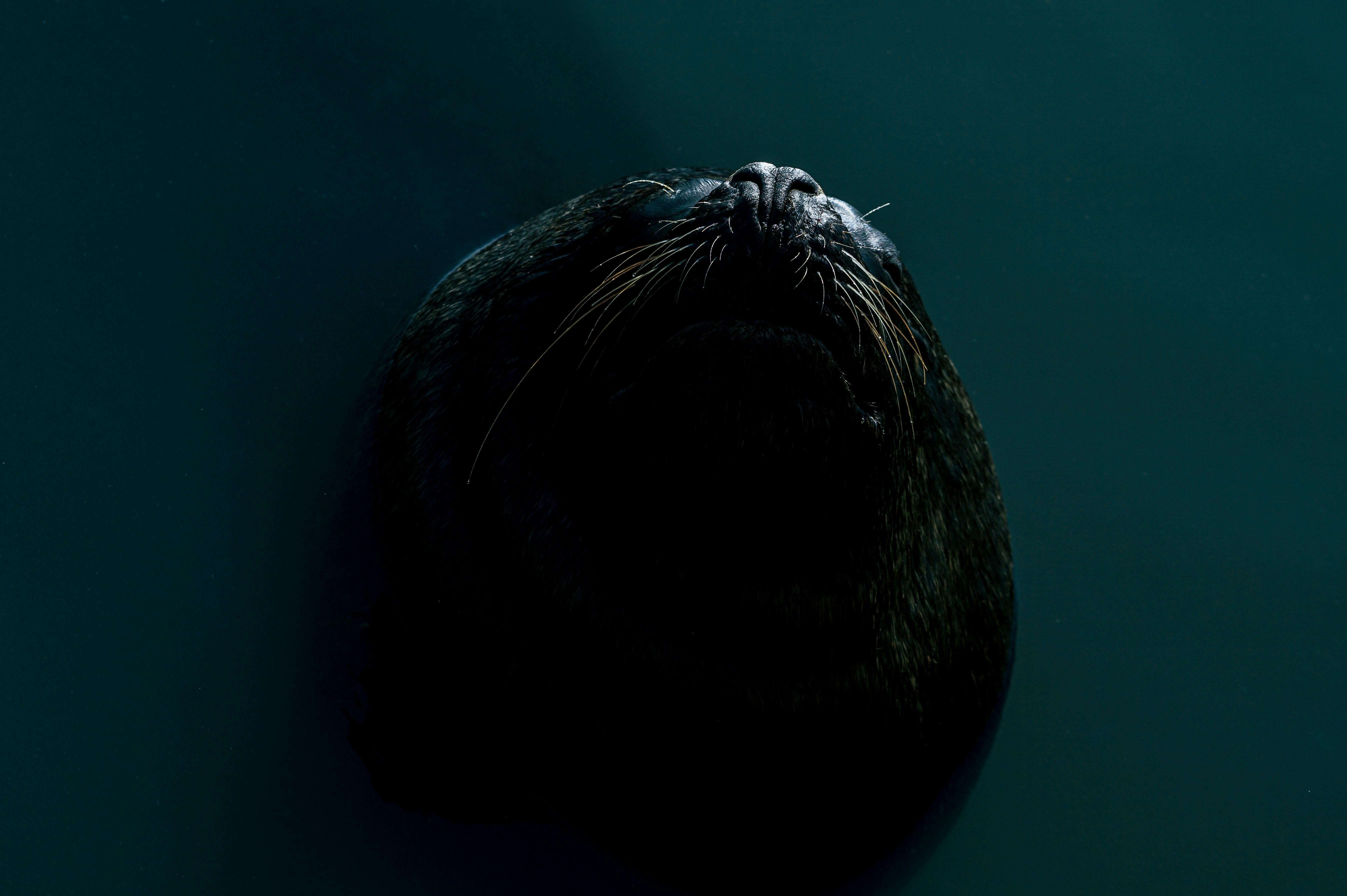 Dark Ocean Photos, Download The BEST Free Dark Ocean Stock Photos & HD ...