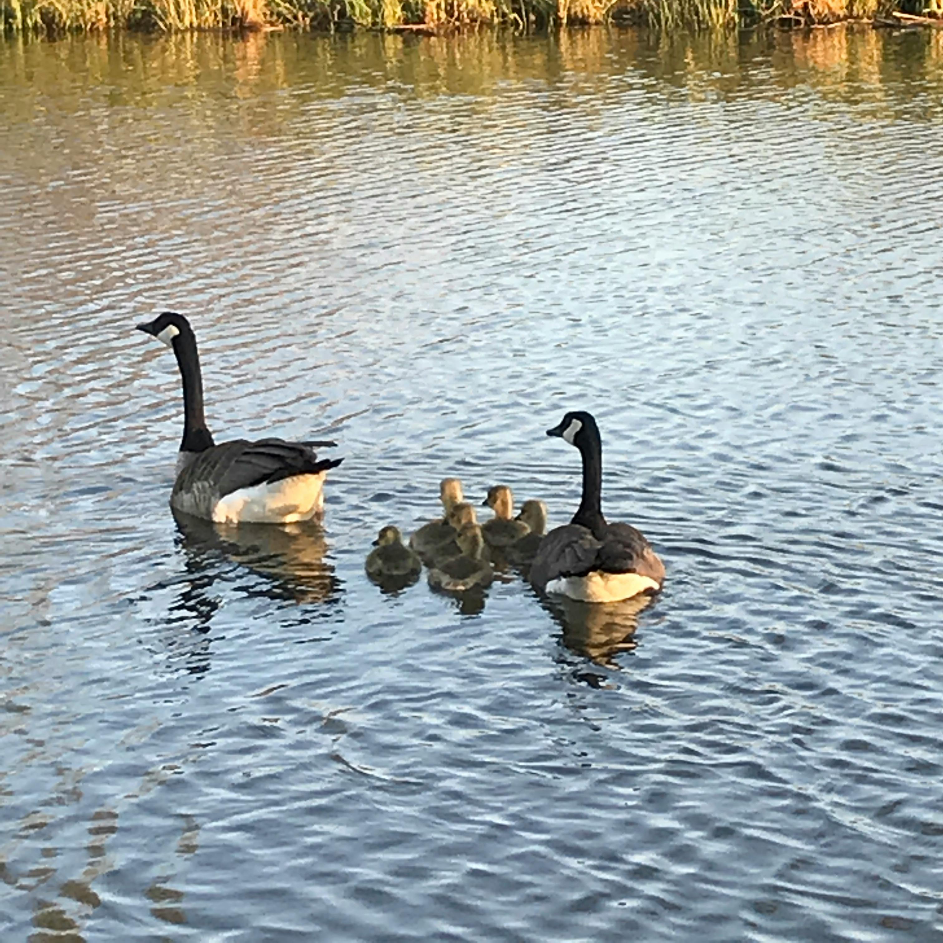 Free stock photo of geese