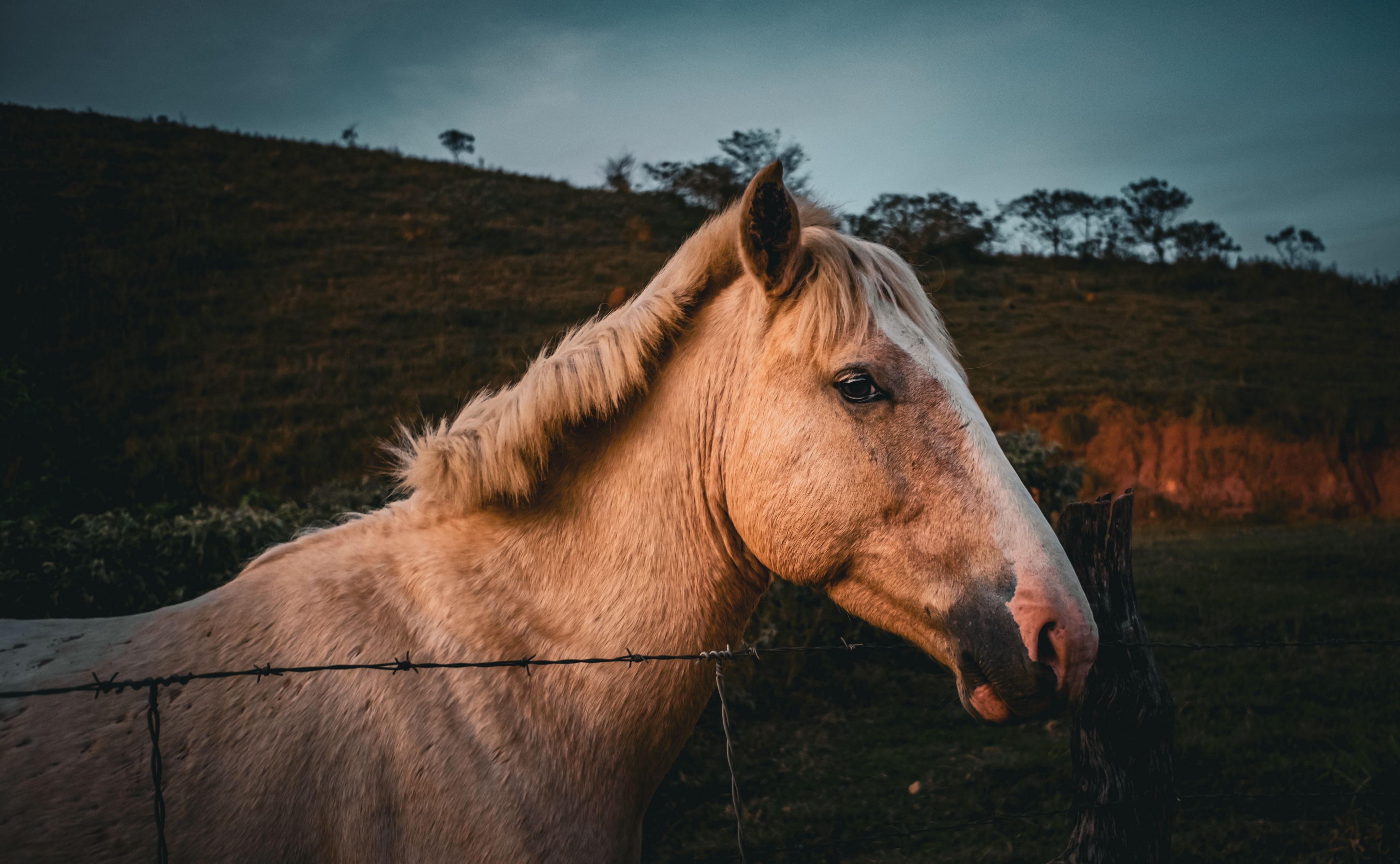 White Horse in a Corral Made from Barbed Wire · Free Stock Photo