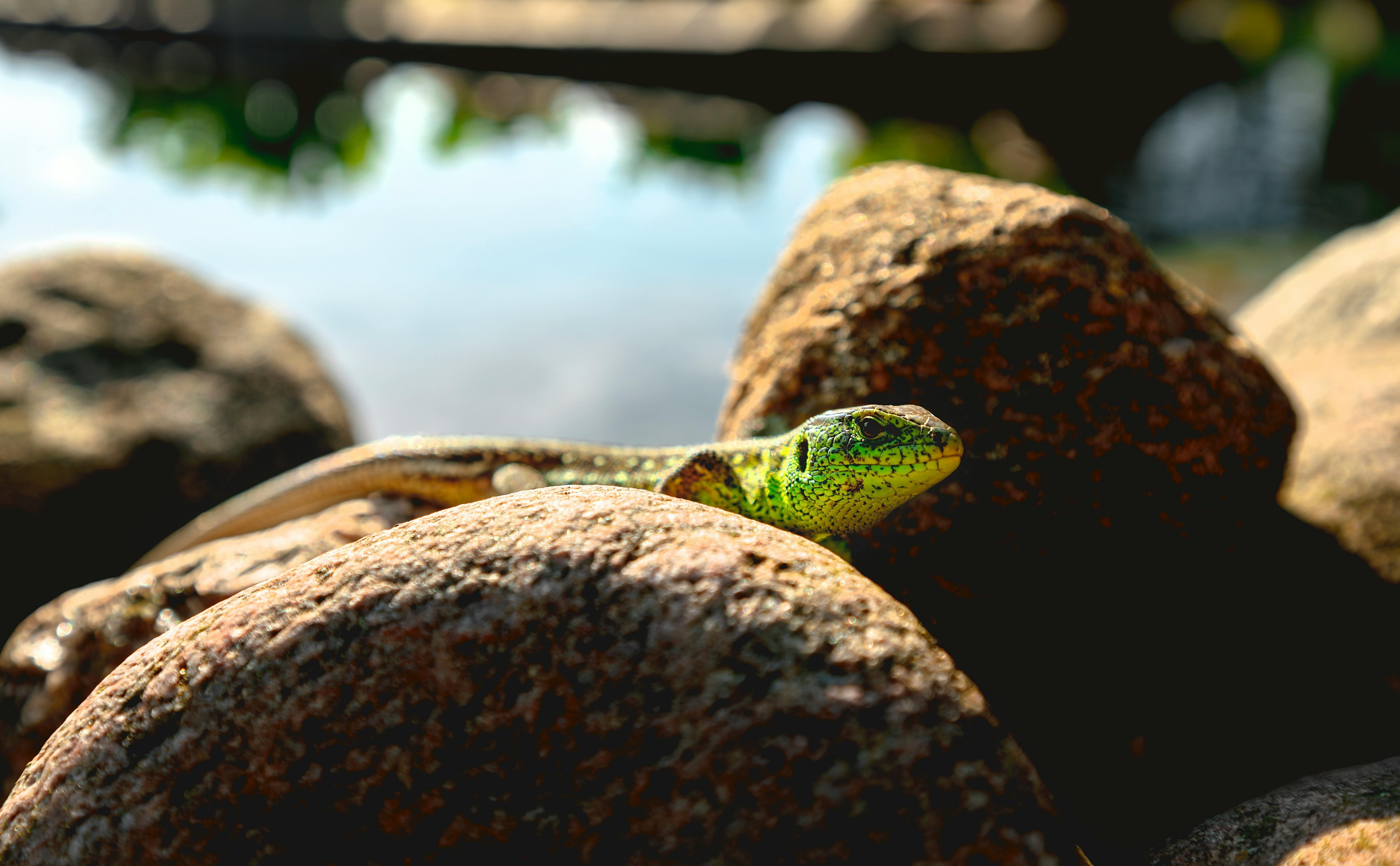 Lizard Sting Photos, Download The BEST Free Lizard Sting Stock Photos ...