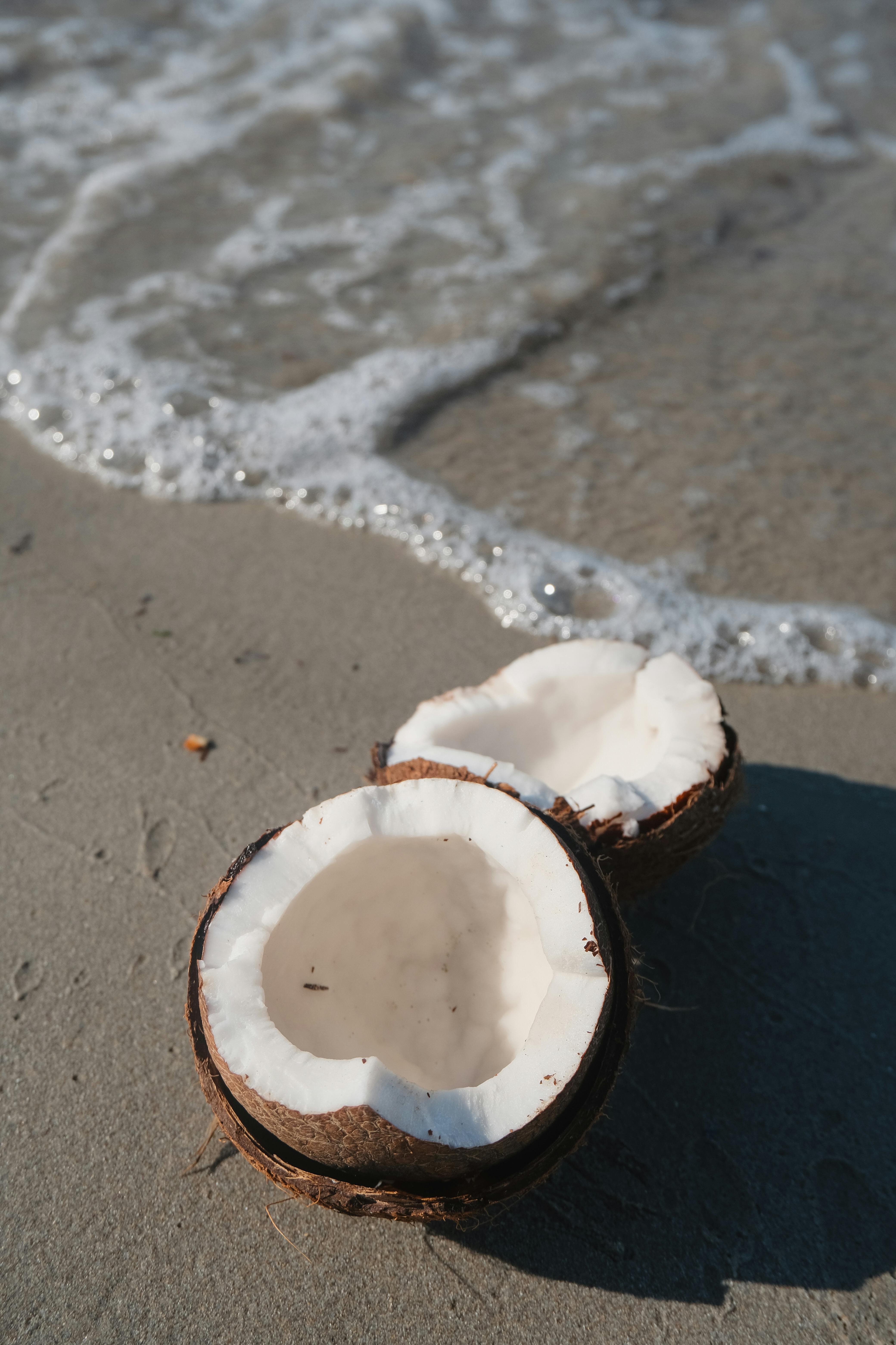 Coconut on Beach · Free Stock Photo