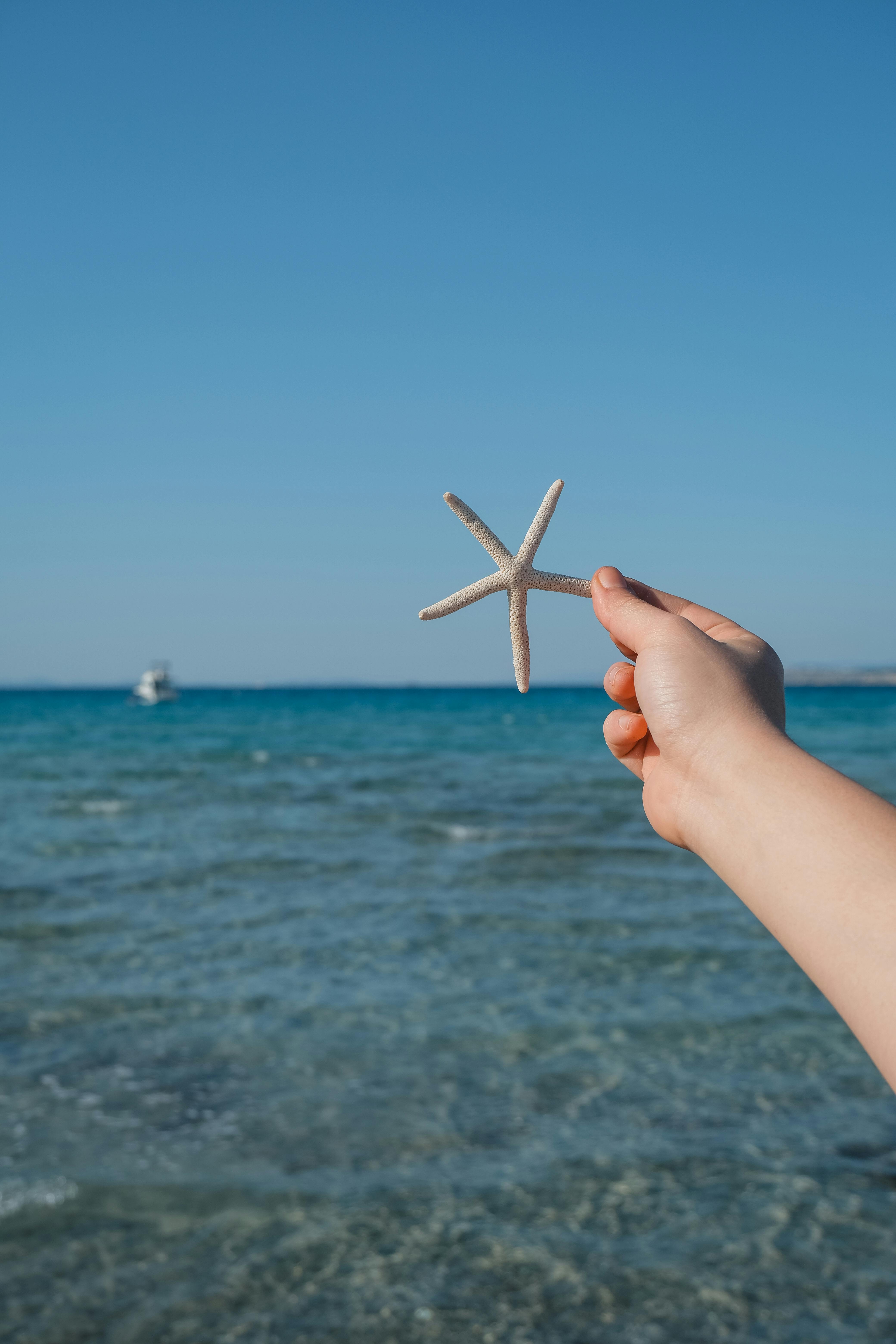 Person Holding a Starfish on the Background of the Sea · Free Stock Photo