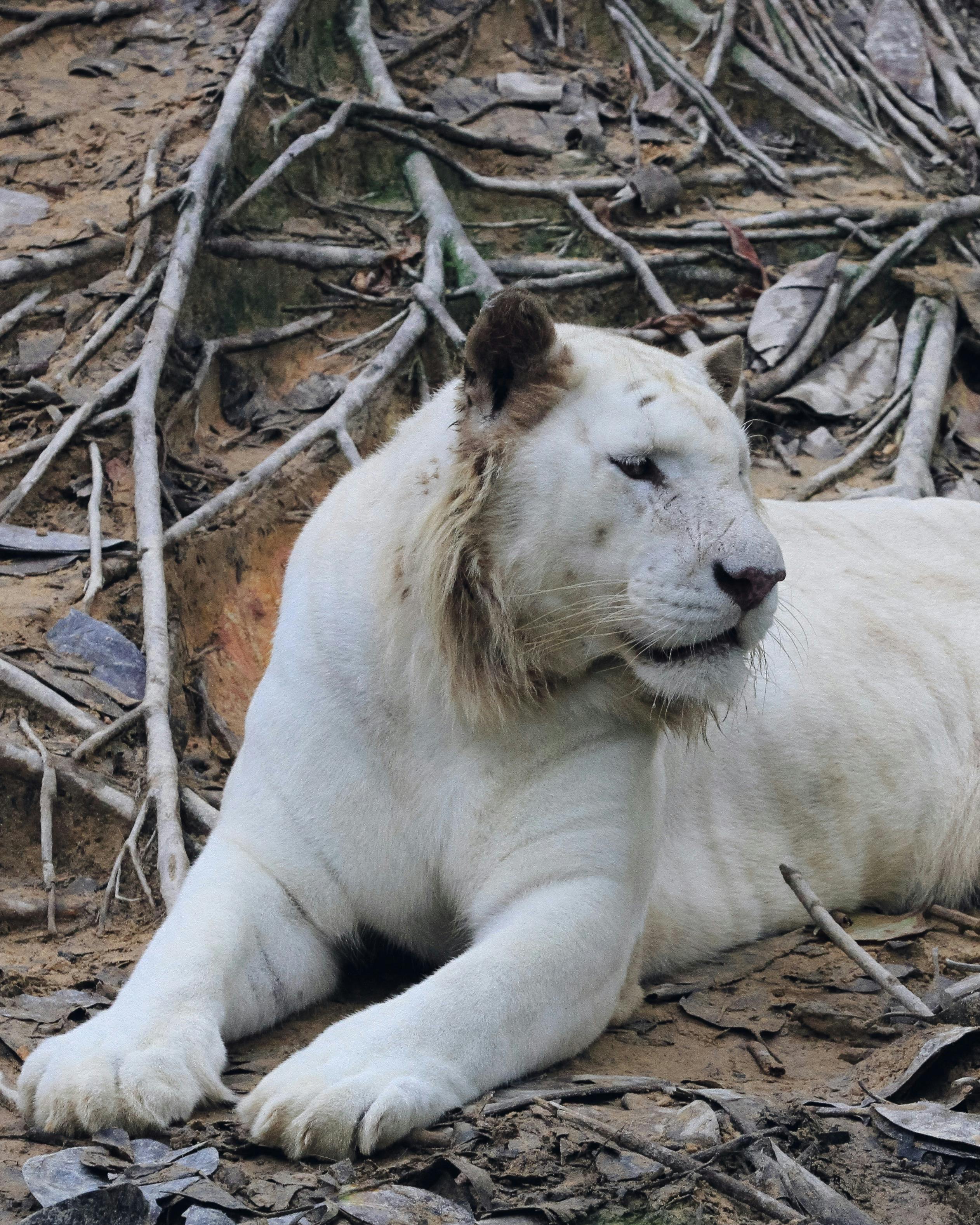 Liger Photos, Download The BEST Free Liger Stock Photos & HD Images