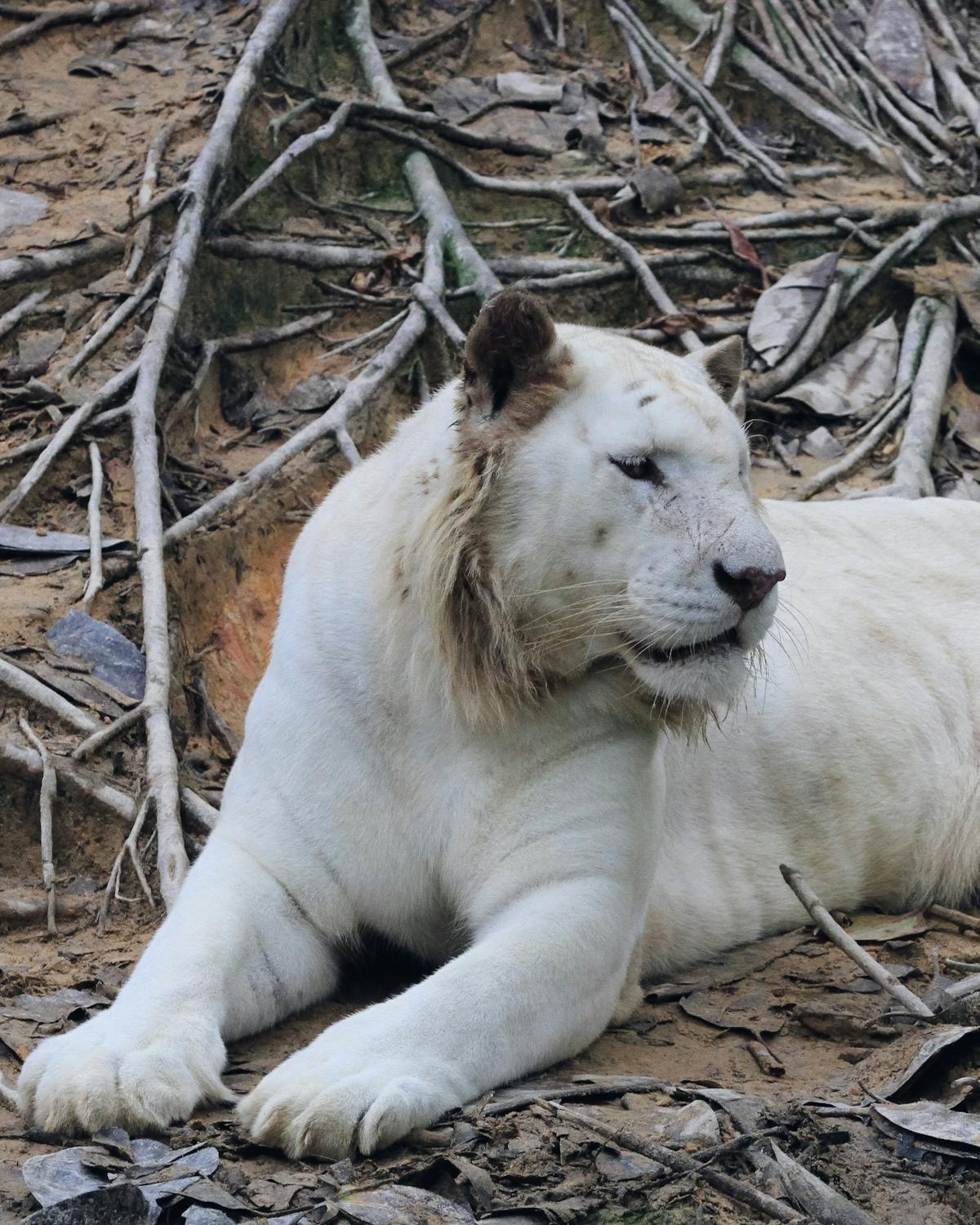 Liger Photos, Download The BEST Free Liger Stock Photos & HD Images