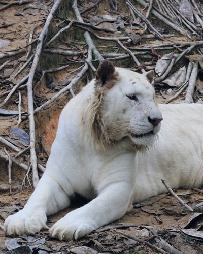 Liger Animal Photos, Download The BEST Free Liger Animal Stock Photos ...