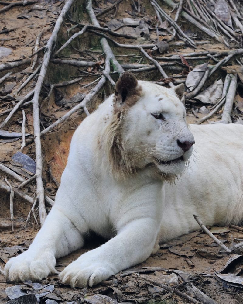 Liger Photos, Download The BEST Free Liger Stock Photos & HD Images