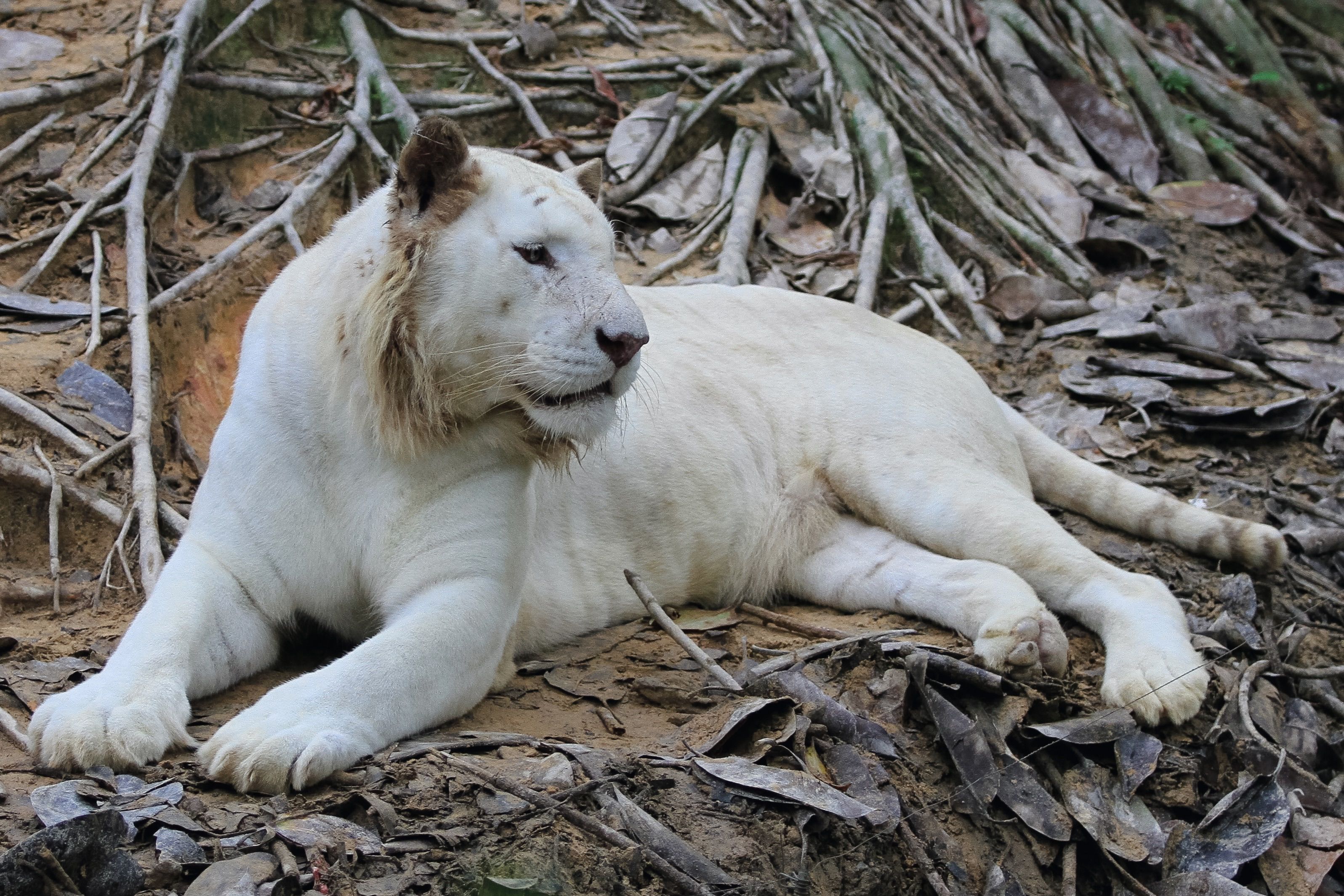 White Liger lying on Ground · Free Stock Photo