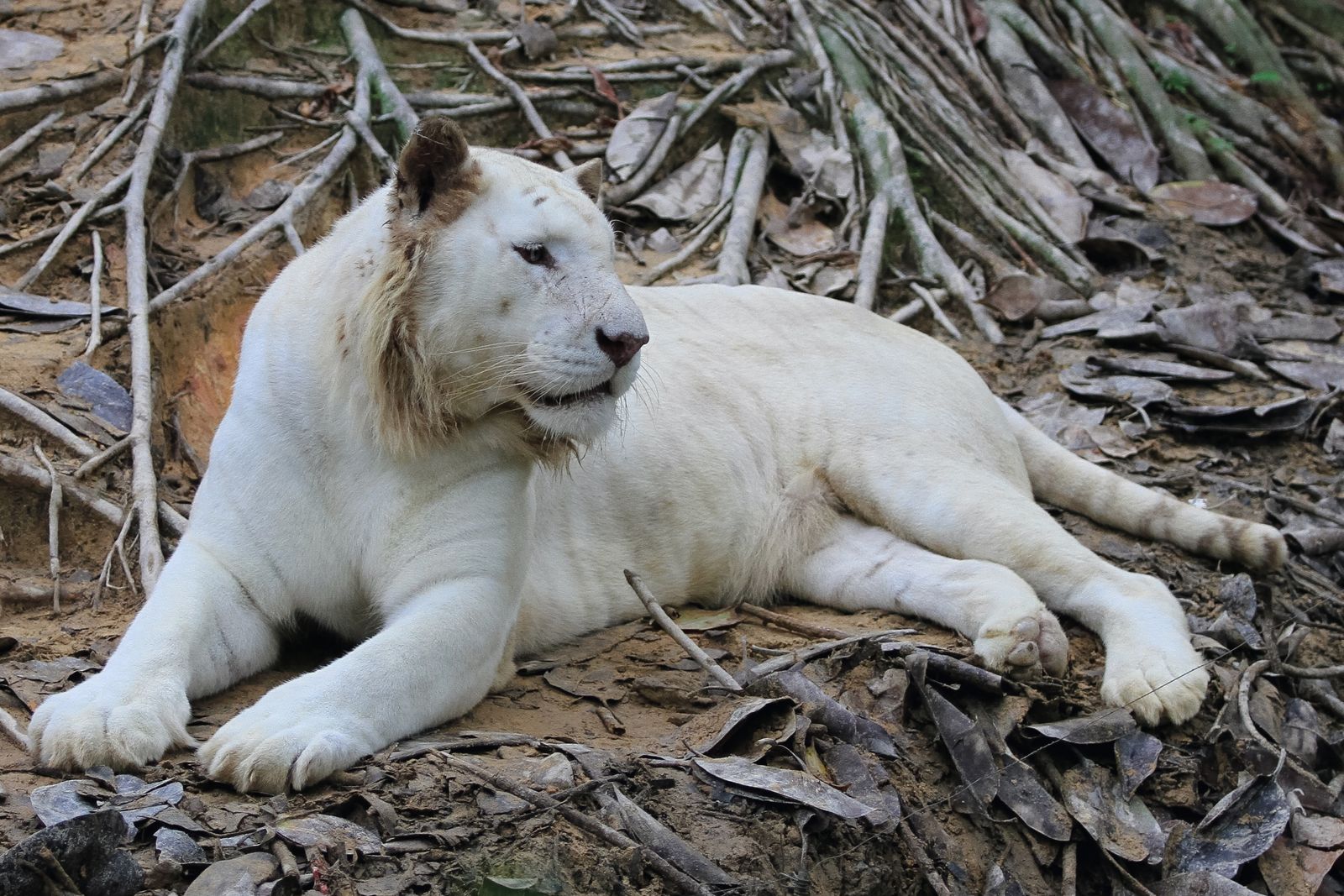Liger Photos, Download The BEST Free Liger Stock Photos & HD Images