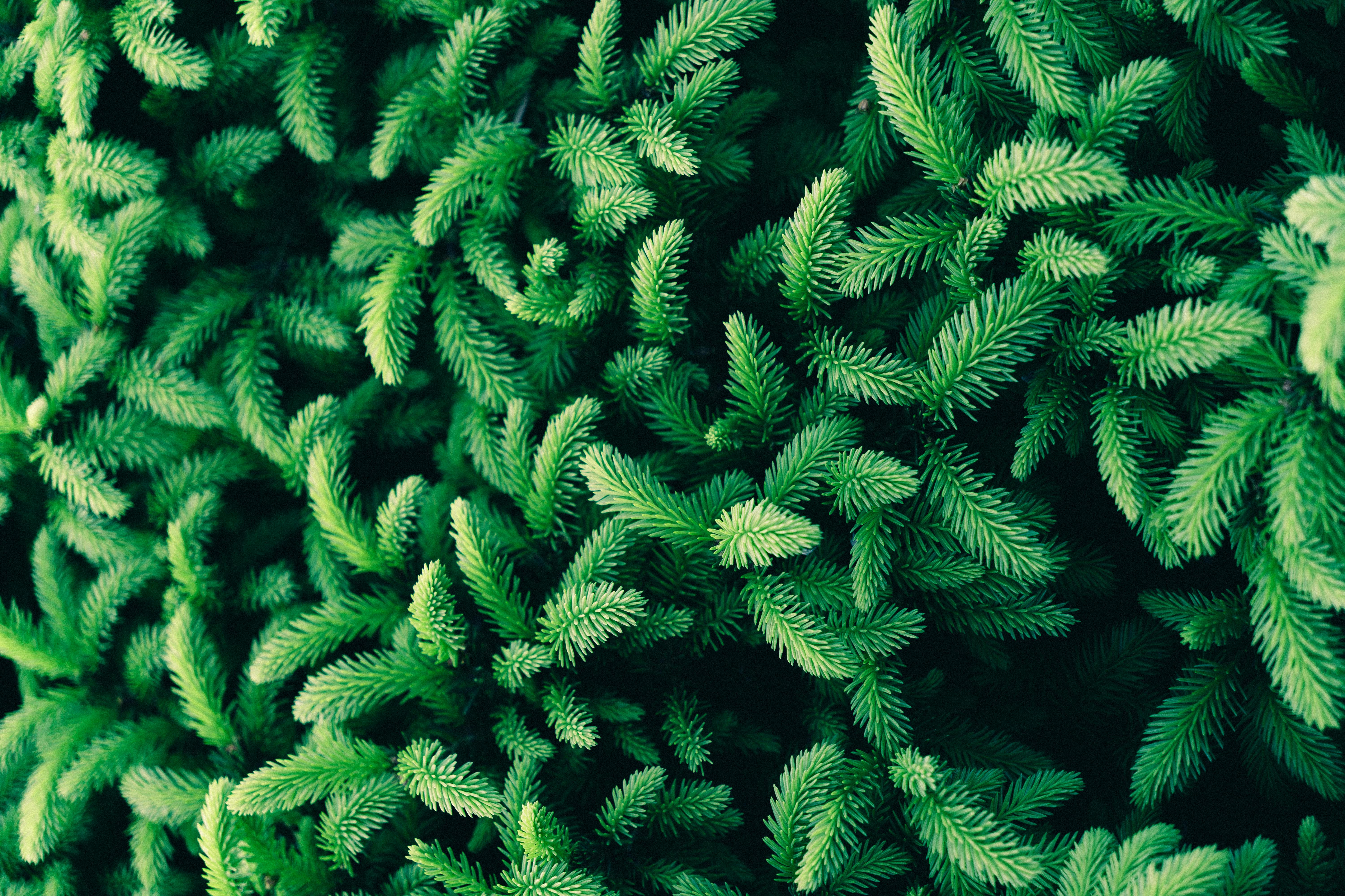 Thicket of Green Conifer Twigs · Free Stock Photo