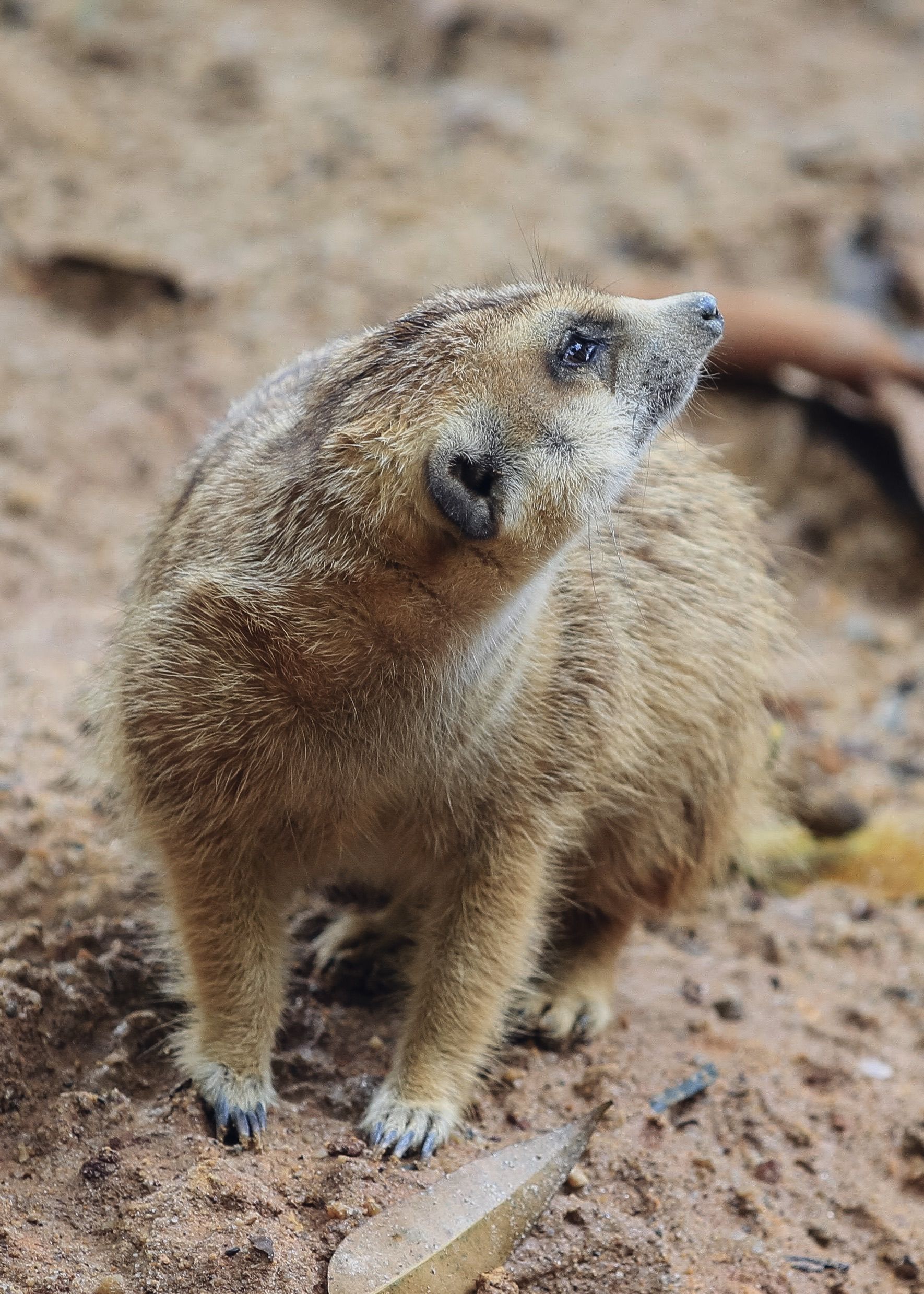 A Mob of Meerkats · Free Stock Photo