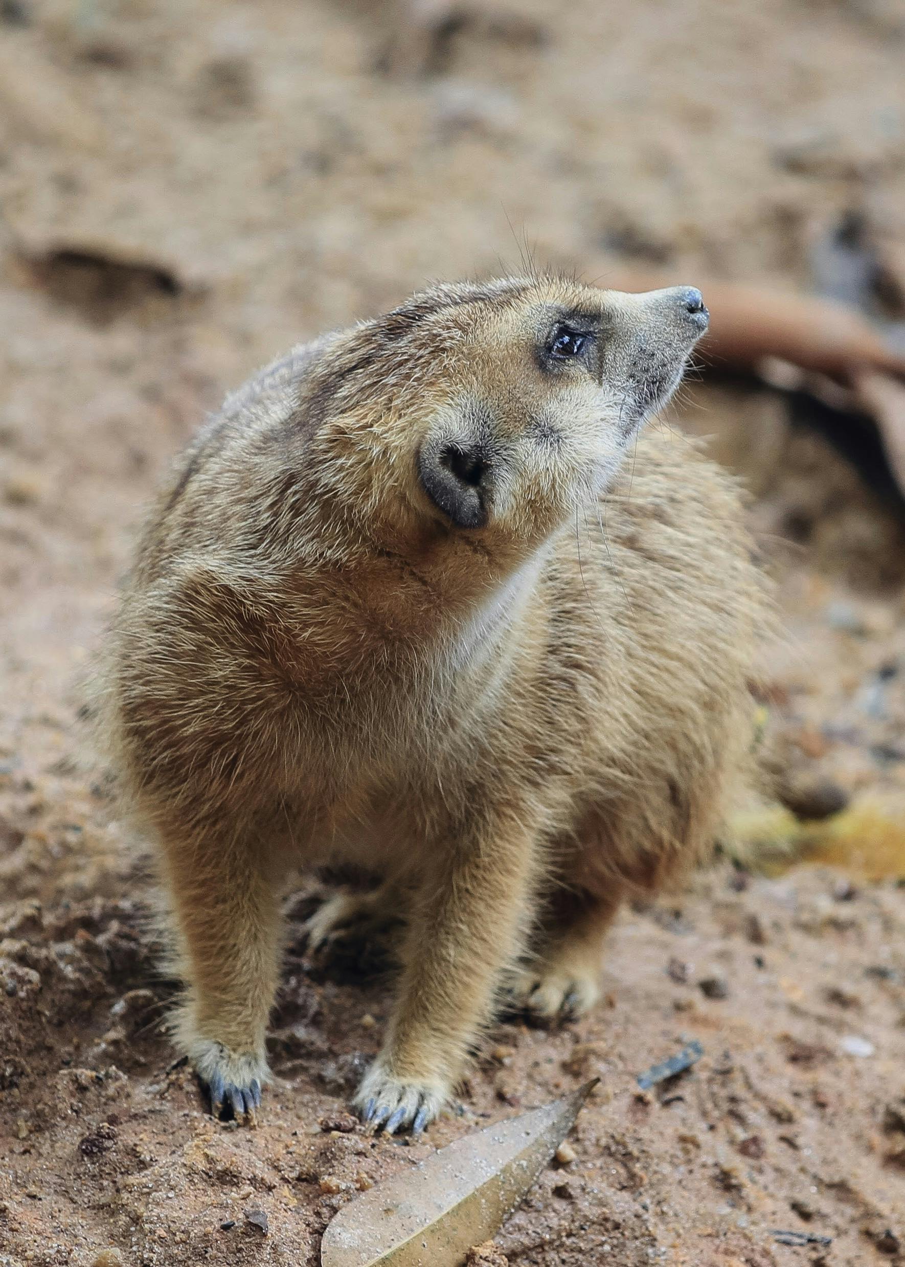 Brown and Gray Meerkat in Macro Photography · Free Stock Photo