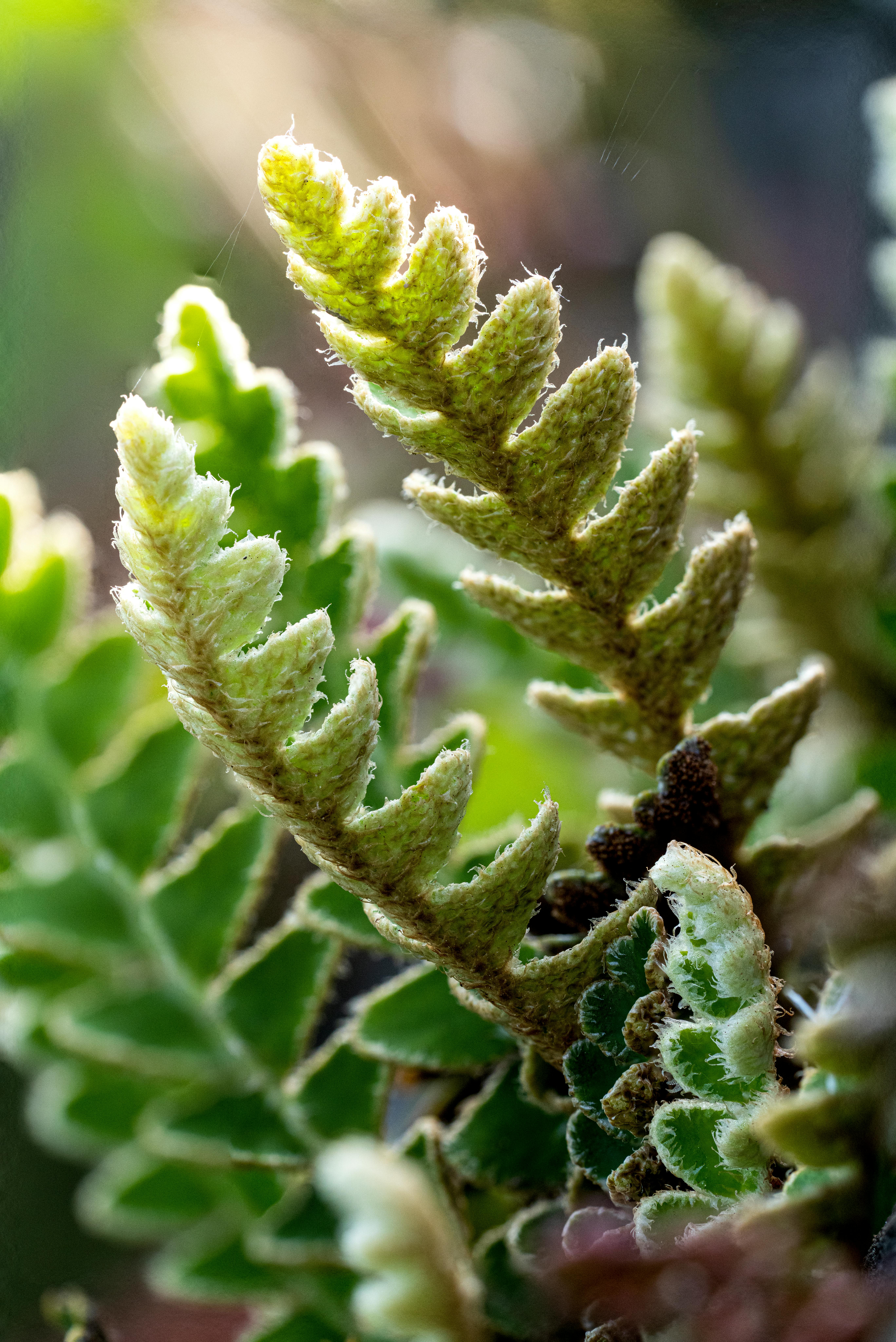 Fronds of Rustyback Fern · Free Stock Photo