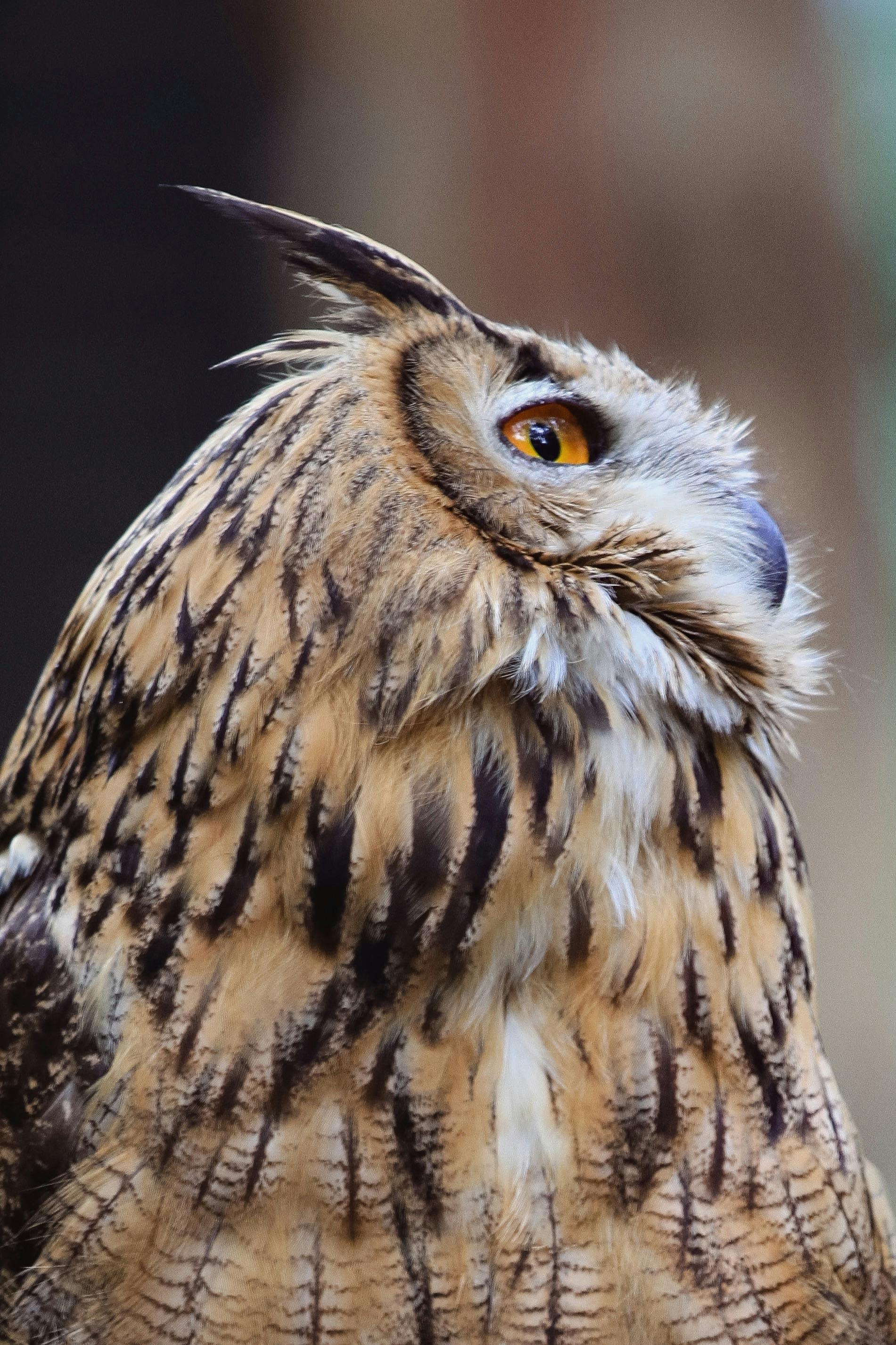 Wise Photos, Download The BEST Free Wise Stock Photos & HD Images