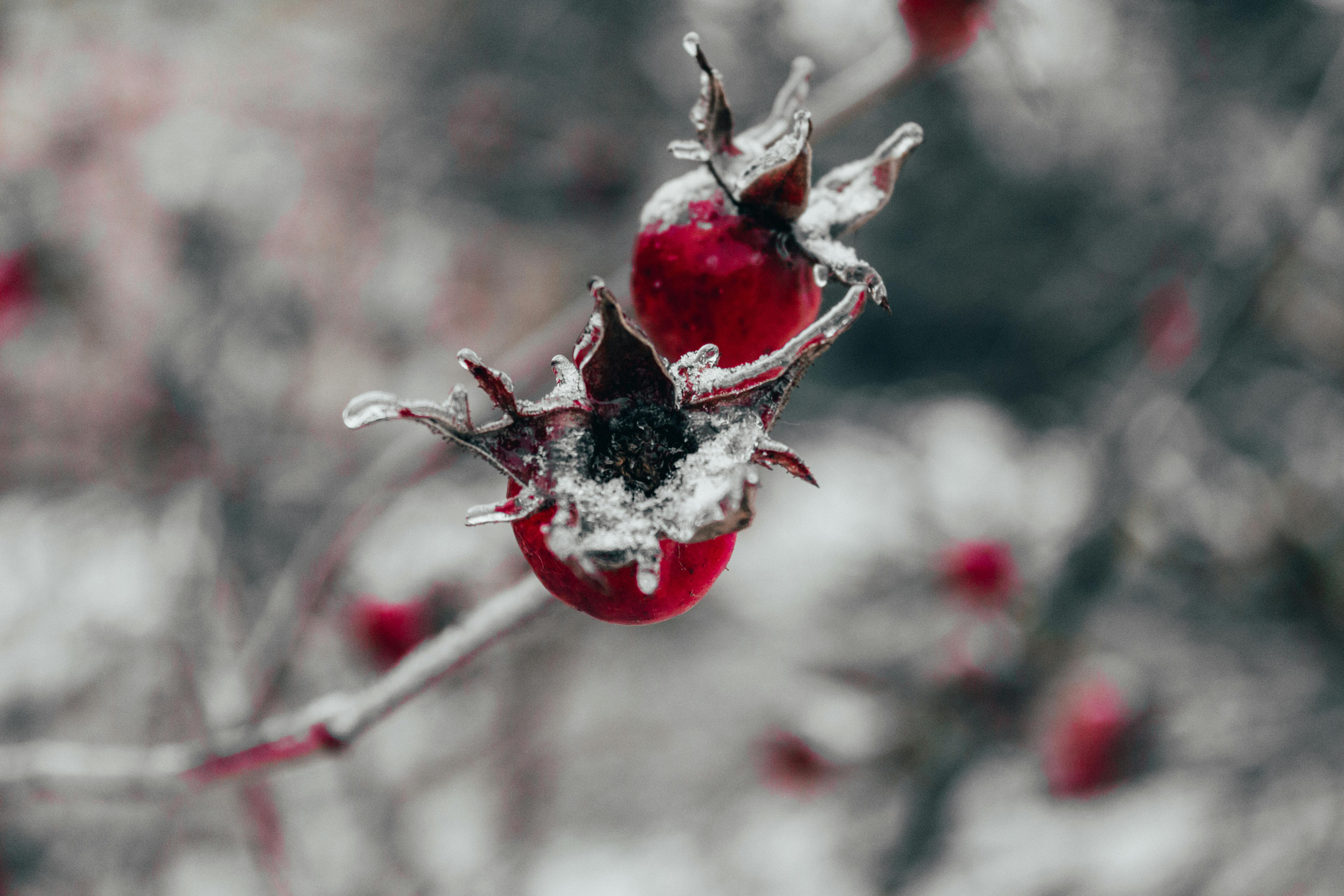 50,000+ Best Berries In The Snow Photos · 100% Free Download · Pexels ...