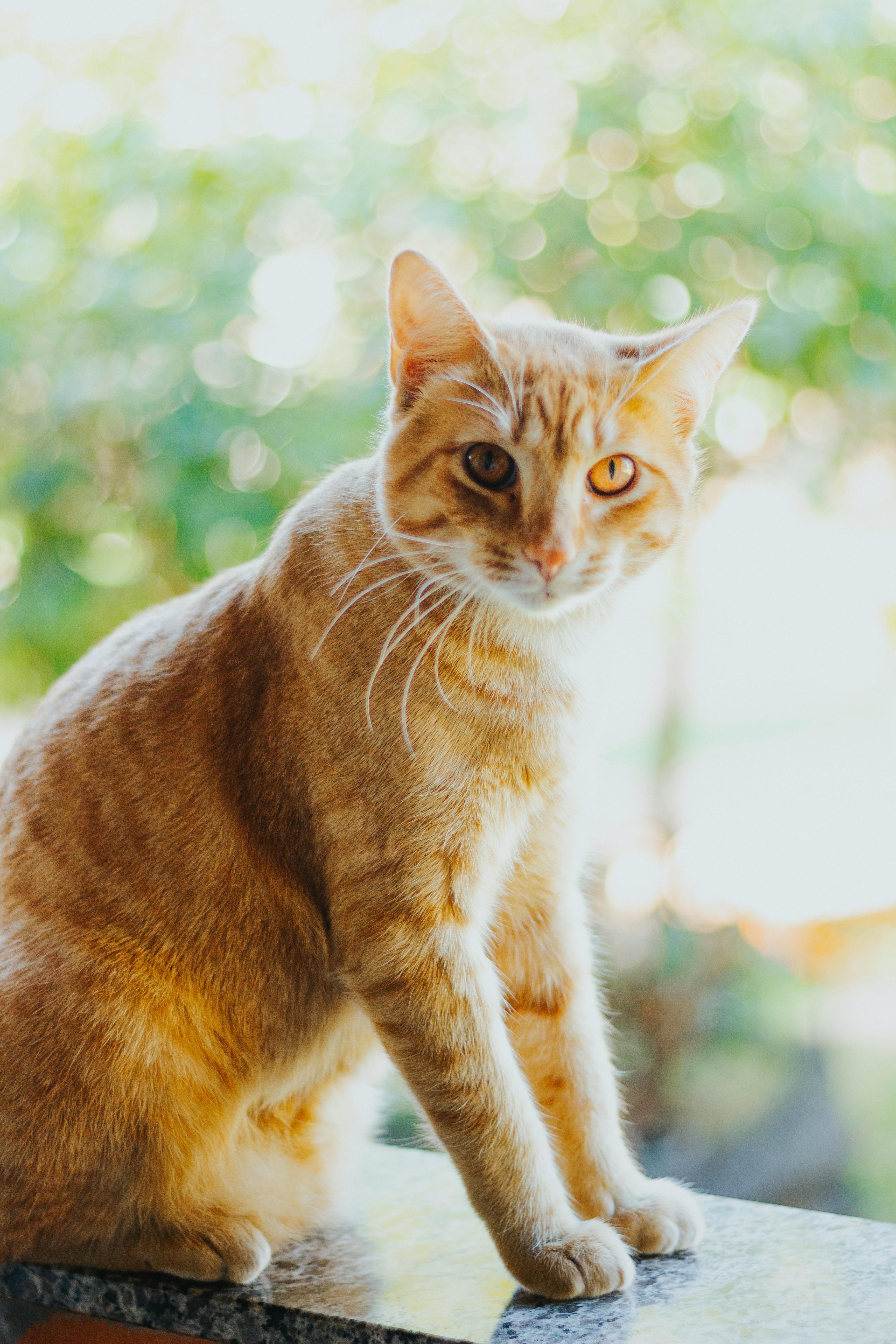 Pet Portrait Photos, Download The BEST Free Pet Portrait Stock Photos ...