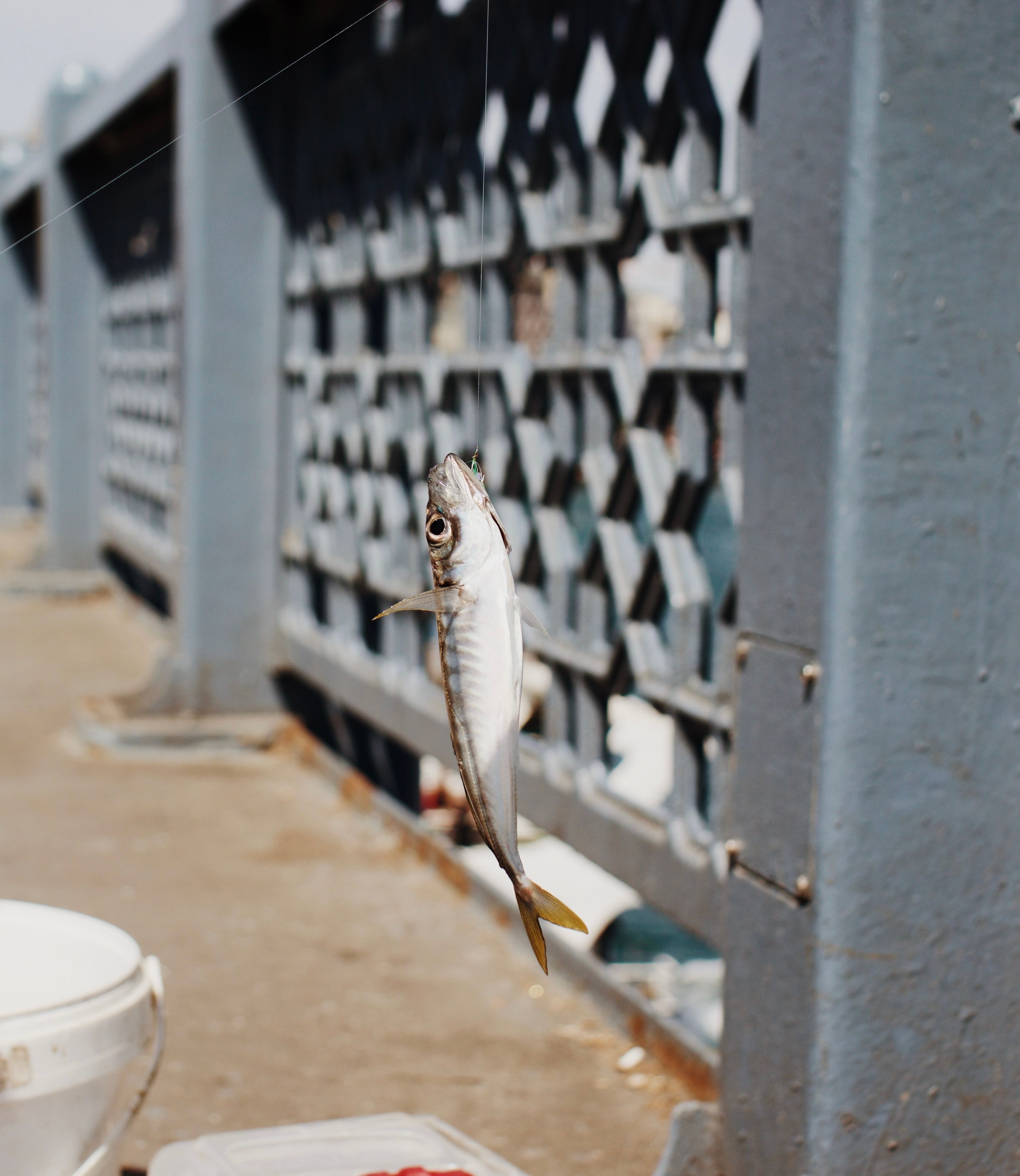 Fish on Fishing Line · Free Stock Photo