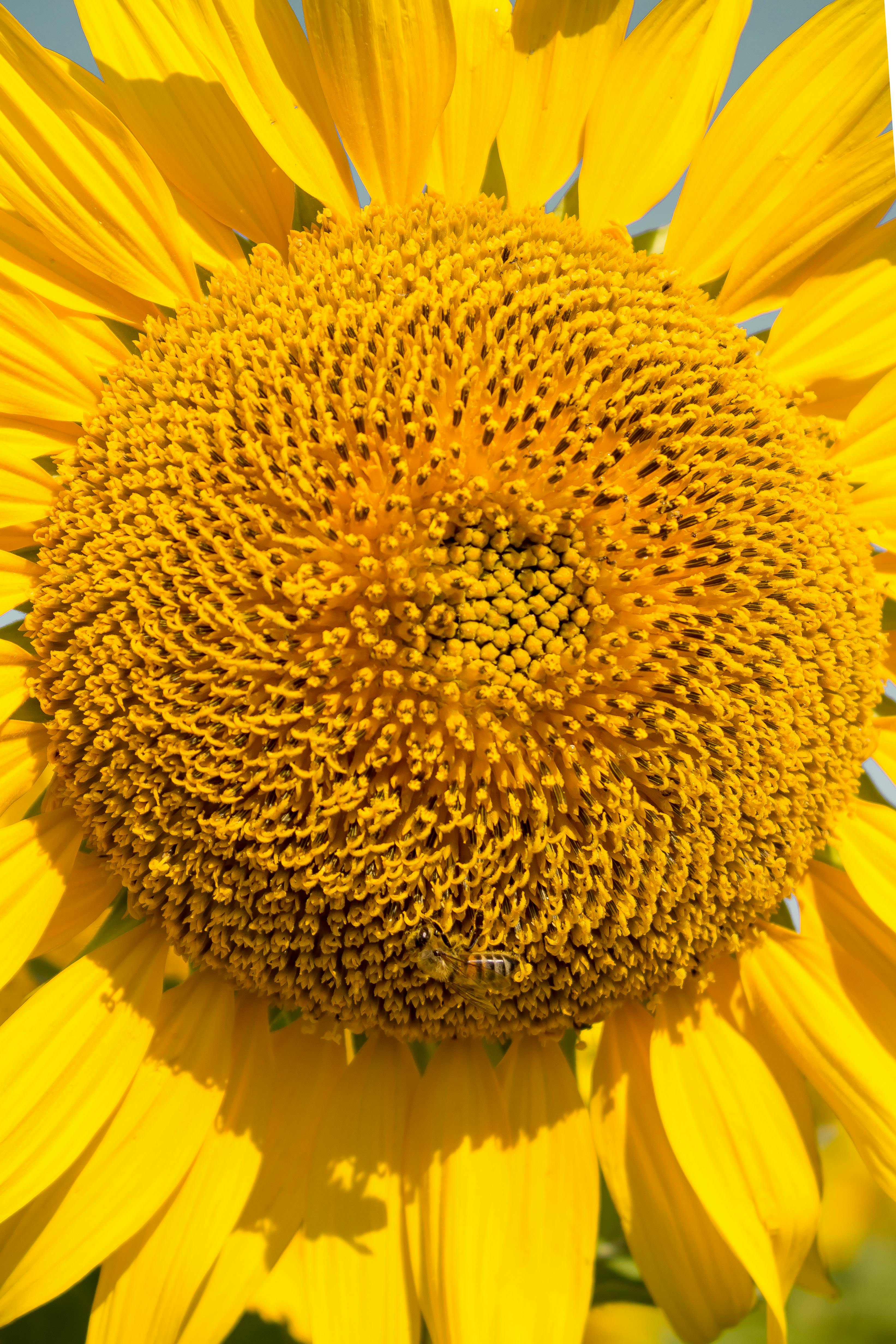Close-up of a Sunflower · Free Stock Photo