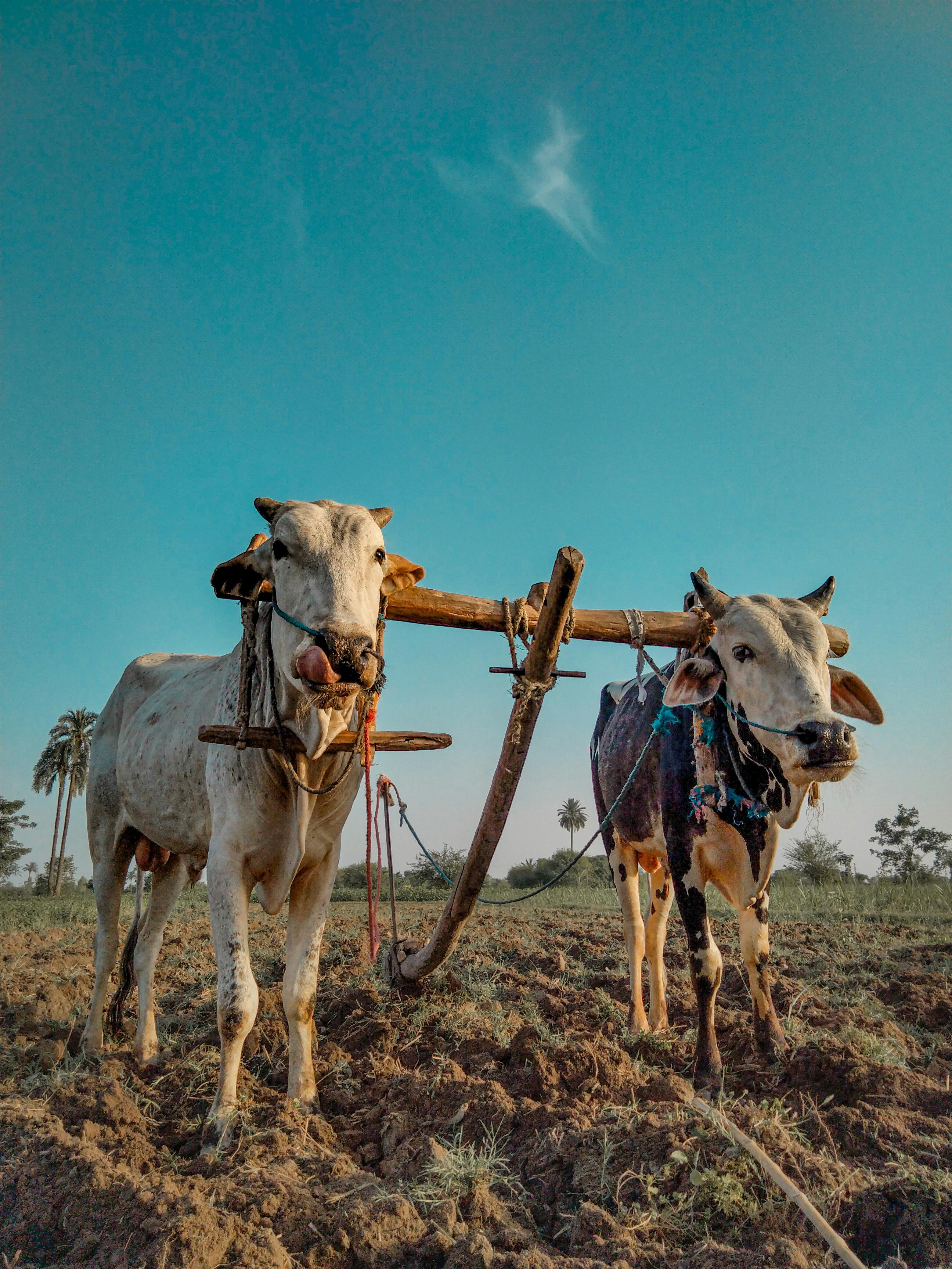 Cattle Plowing Field · Free Stock Photo